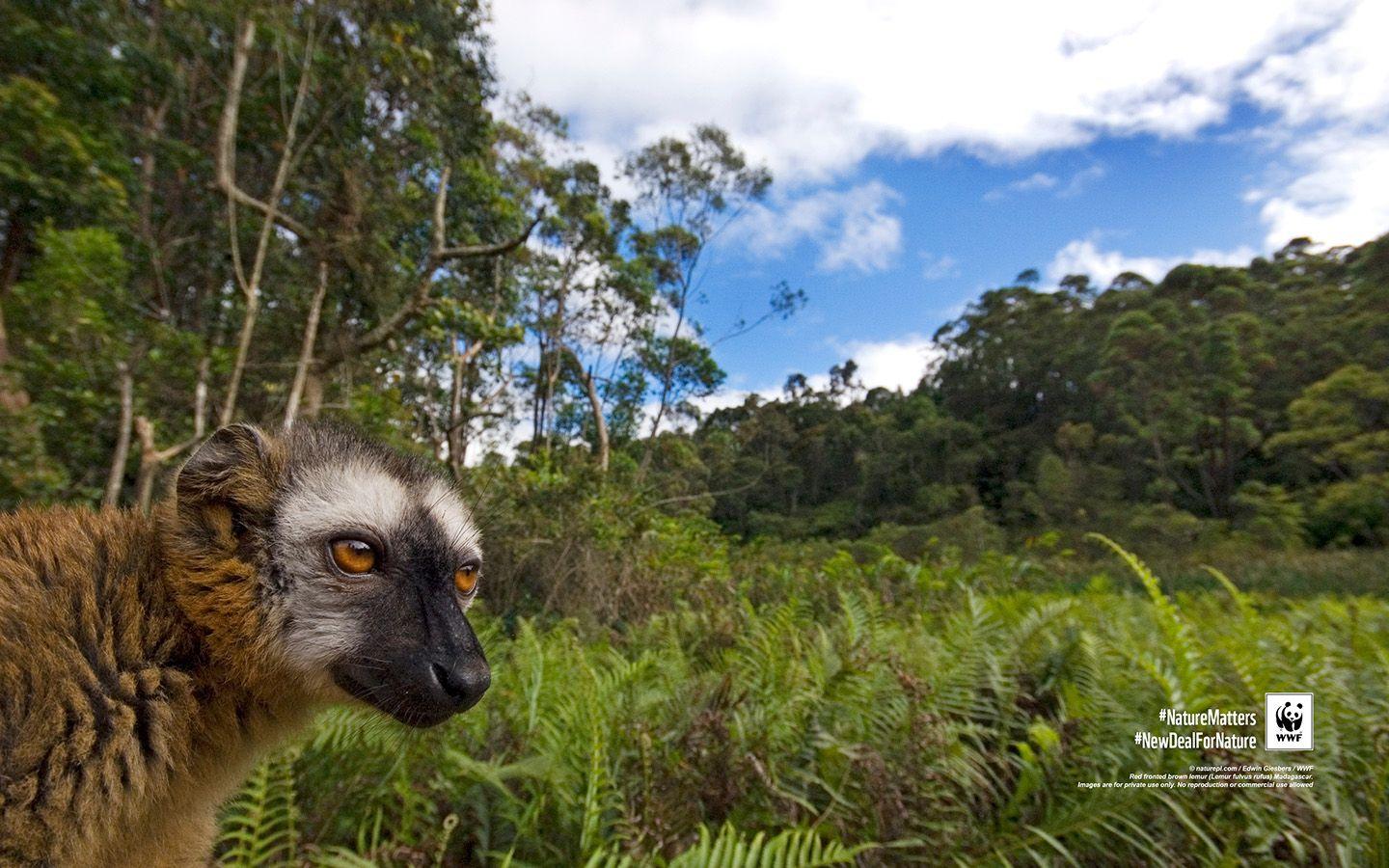 WWF Wallpapers - Top Free WWF Backgrounds - WallpaperAccess