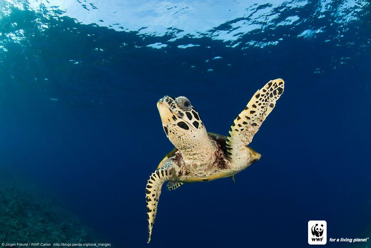 WWF Wallpapers - Top Free WWF Backgrounds - WallpaperAccess