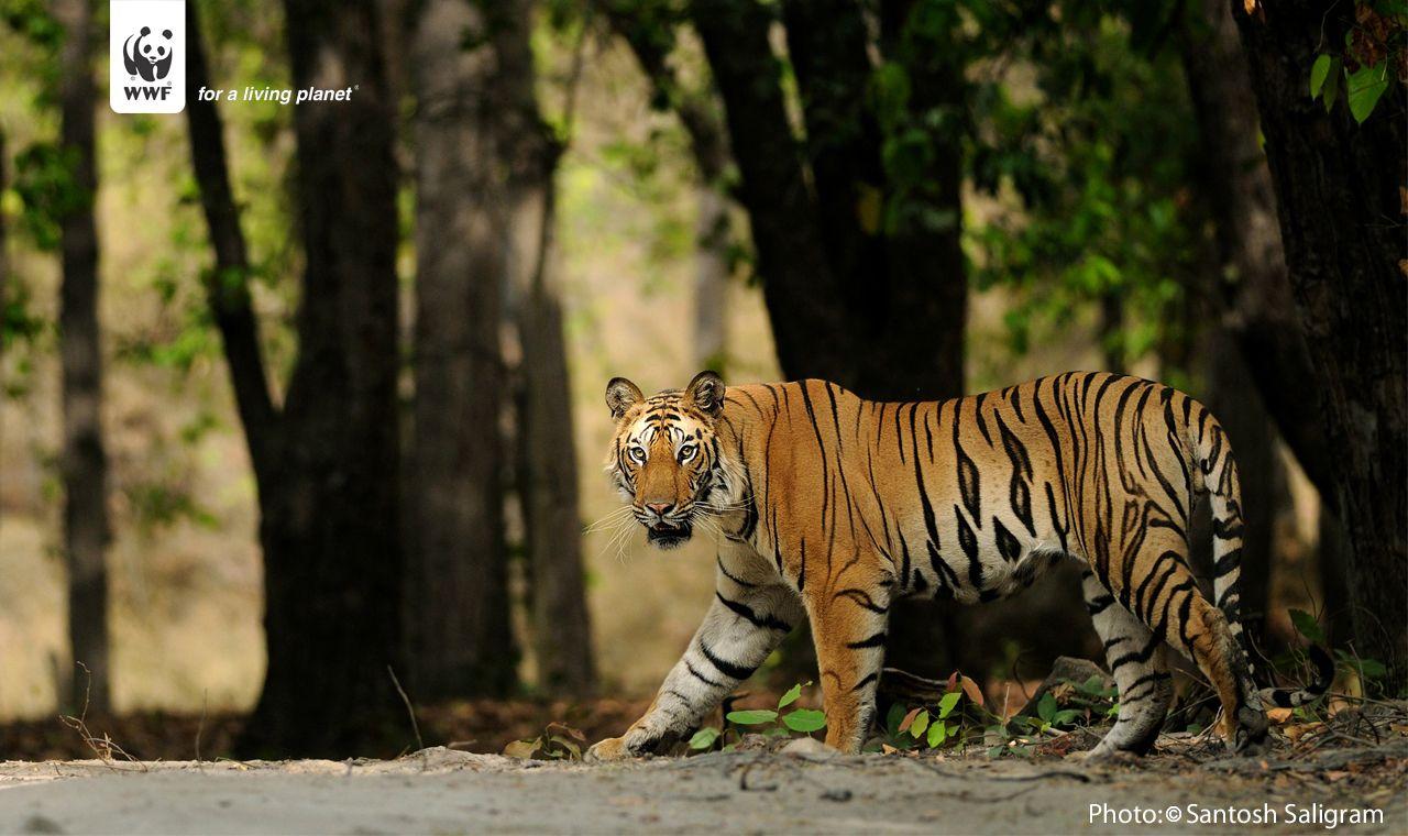 WWF Wallpapers - Top Free WWF Backgrounds - WallpaperAccess