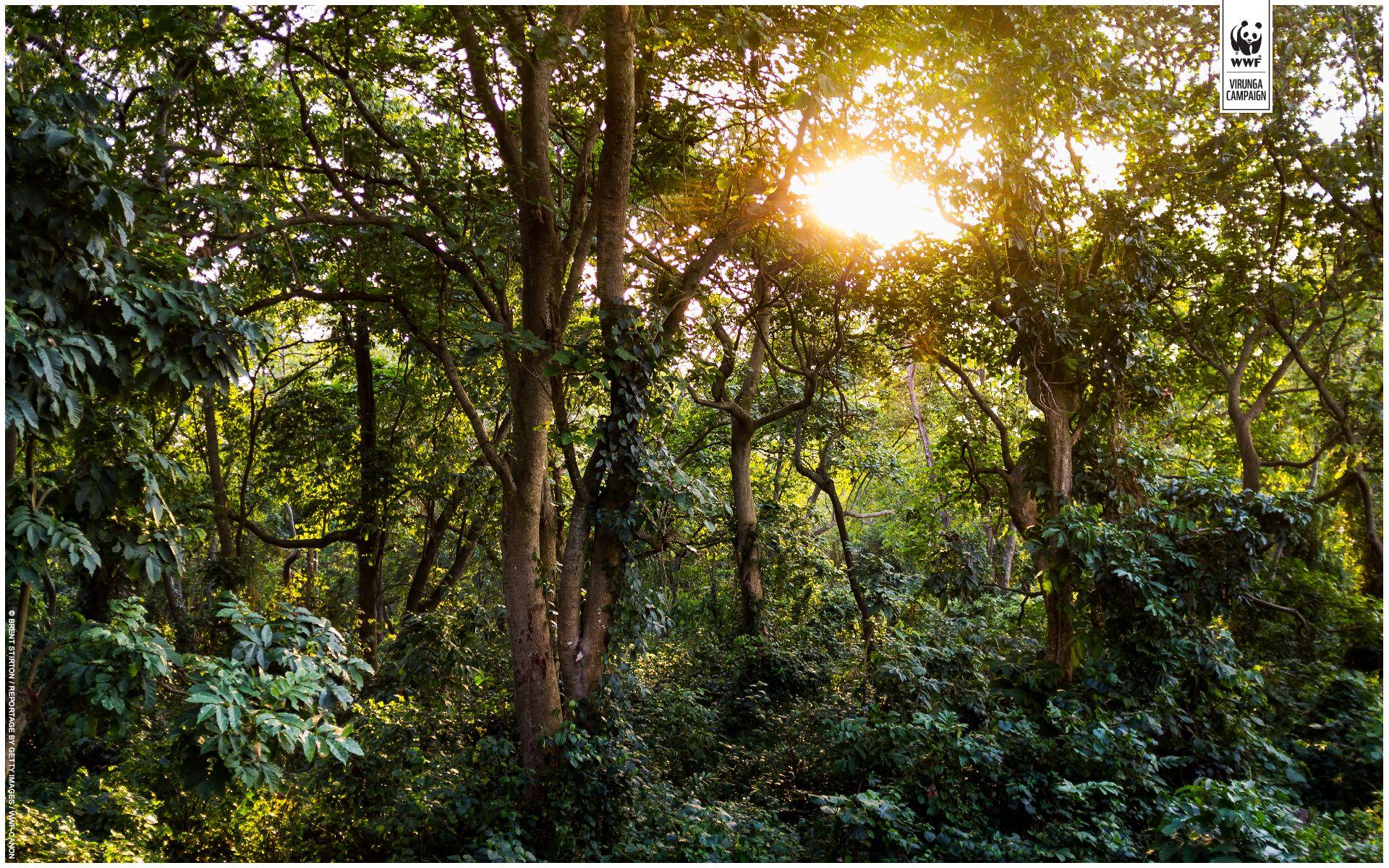 WWF Wallpapers - Top Free WWF Backgrounds - WallpaperAccess