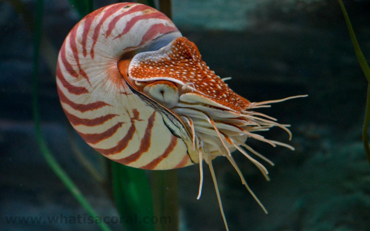 Nautilus Wallpapers - Top Free Nautilus Backgrounds - WallpaperAccess
