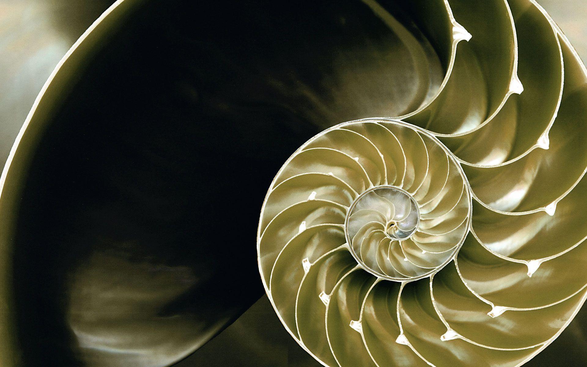 Fibonacci Spiral Wallpapers - Top Free Fibonacci Spiral Backgrounds ...