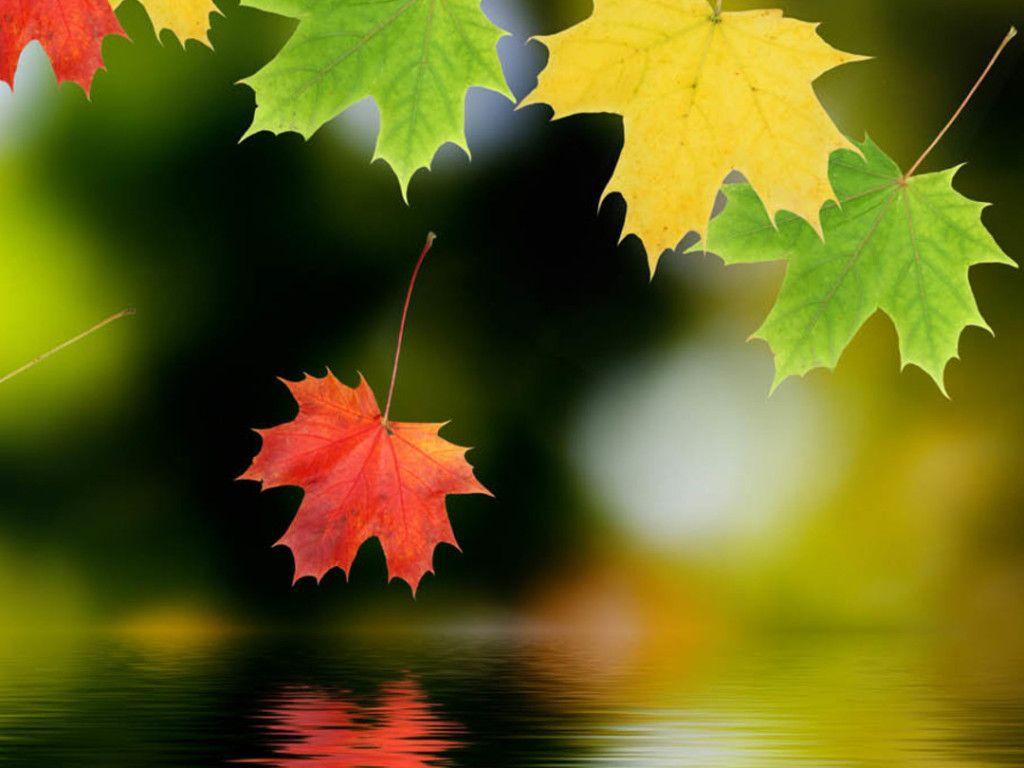 Maple Leaf Wallpapers - Top Free Maple Leaf Backgrounds - WallpaperAccess
