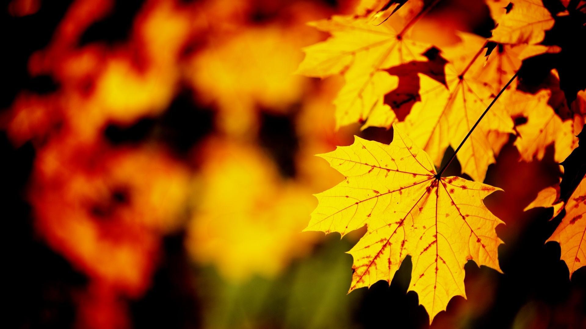 Maple Leaf Wallpapers - Top Free Maple Leaf Backgrounds - WallpaperAccess