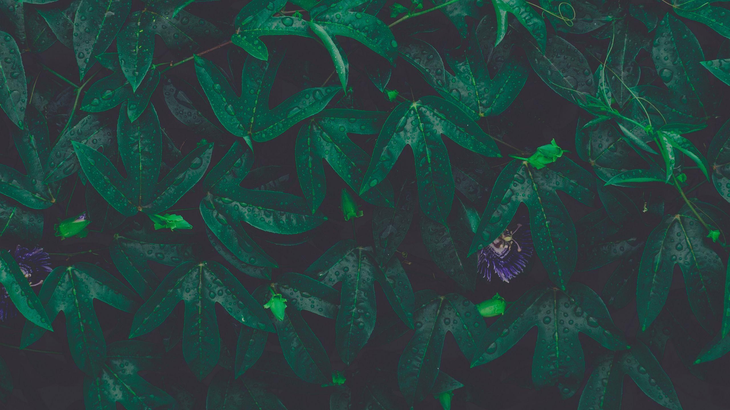 Green Flower Wallpapers - Top Free Green Flower Backgrounds ...