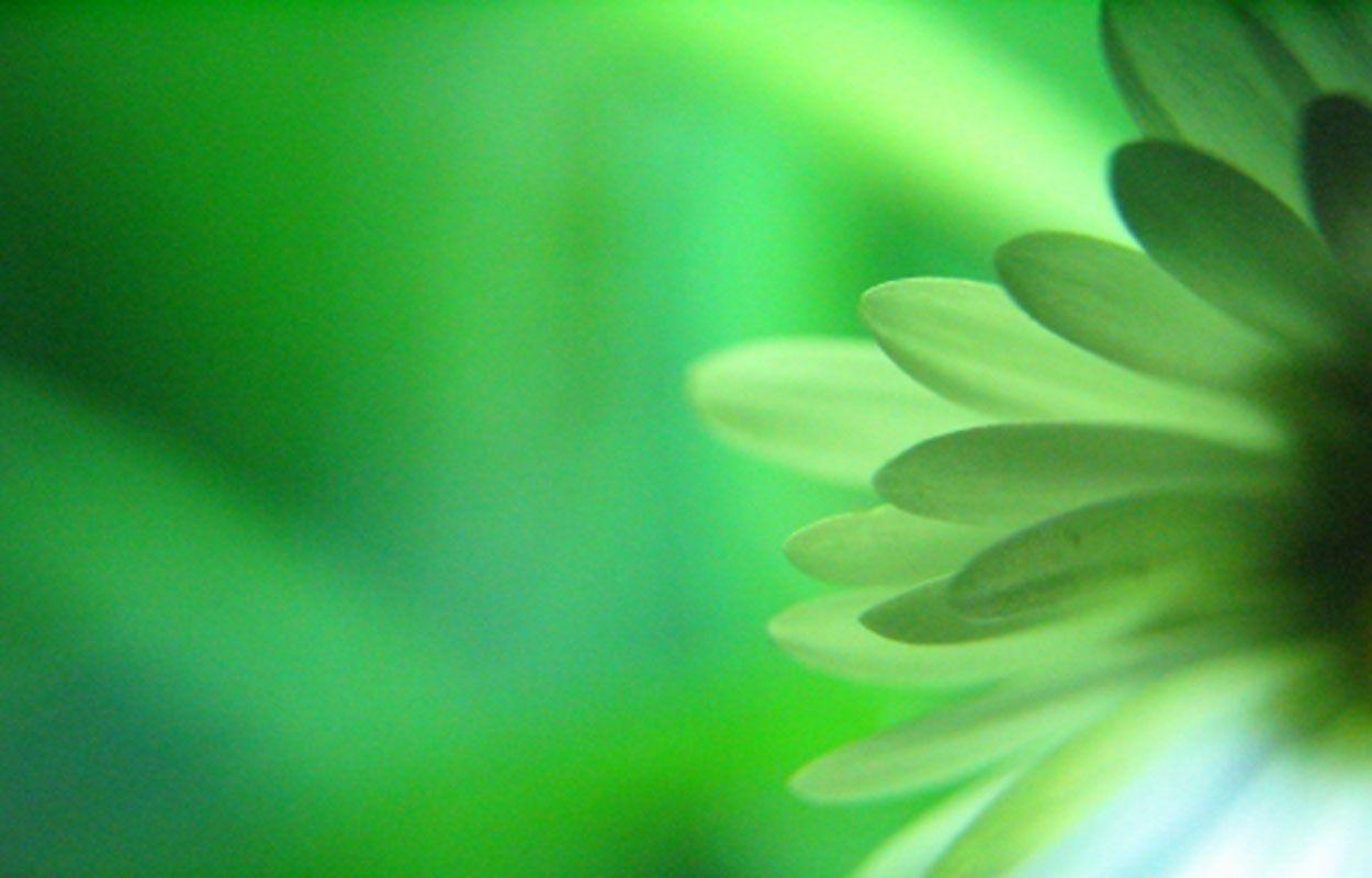 Green Flower Wallpapers - Top Free Green Flower Backgrounds ...