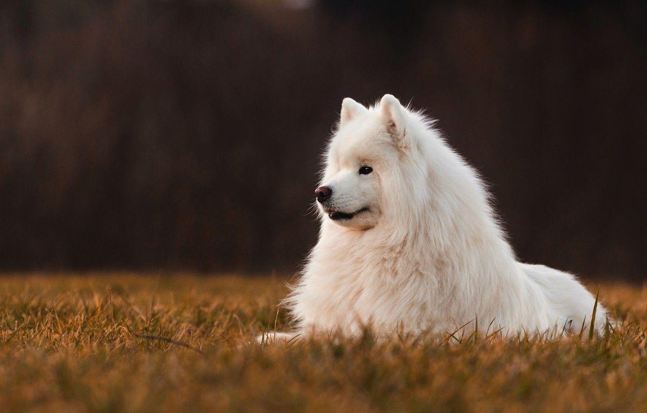 Samoyed Wallpapers - Top Free Samoyed Backgrounds - WallpaperAccess