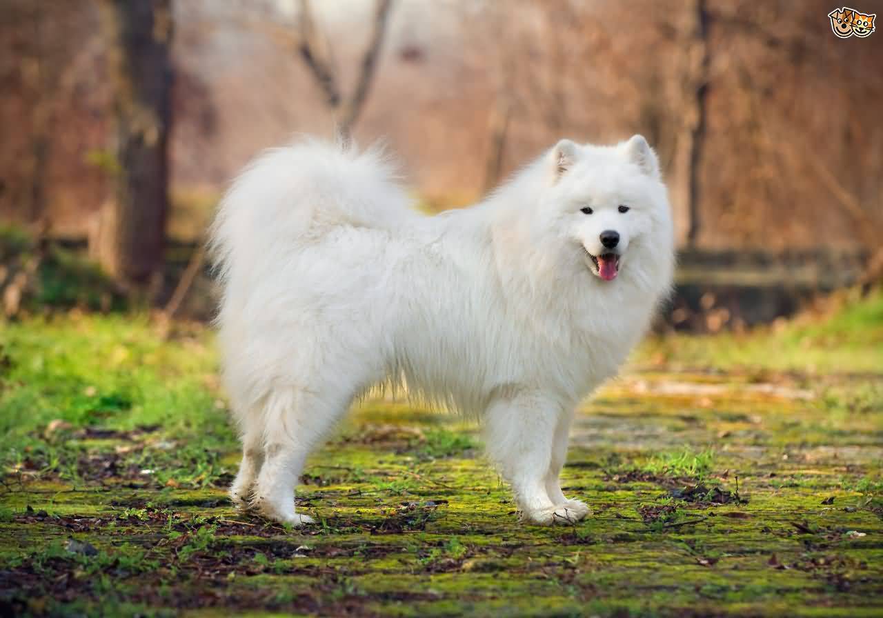 Samoyed Wallpapers - Top Free Samoyed Backgrounds - WallpaperAccess