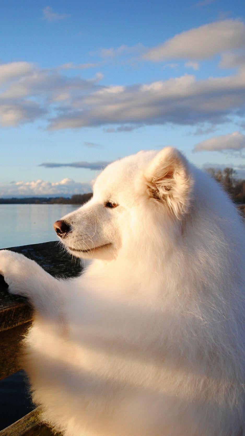 Samoyed Wallpapers - Top Free Samoyed Backgrounds - WallpaperAccess