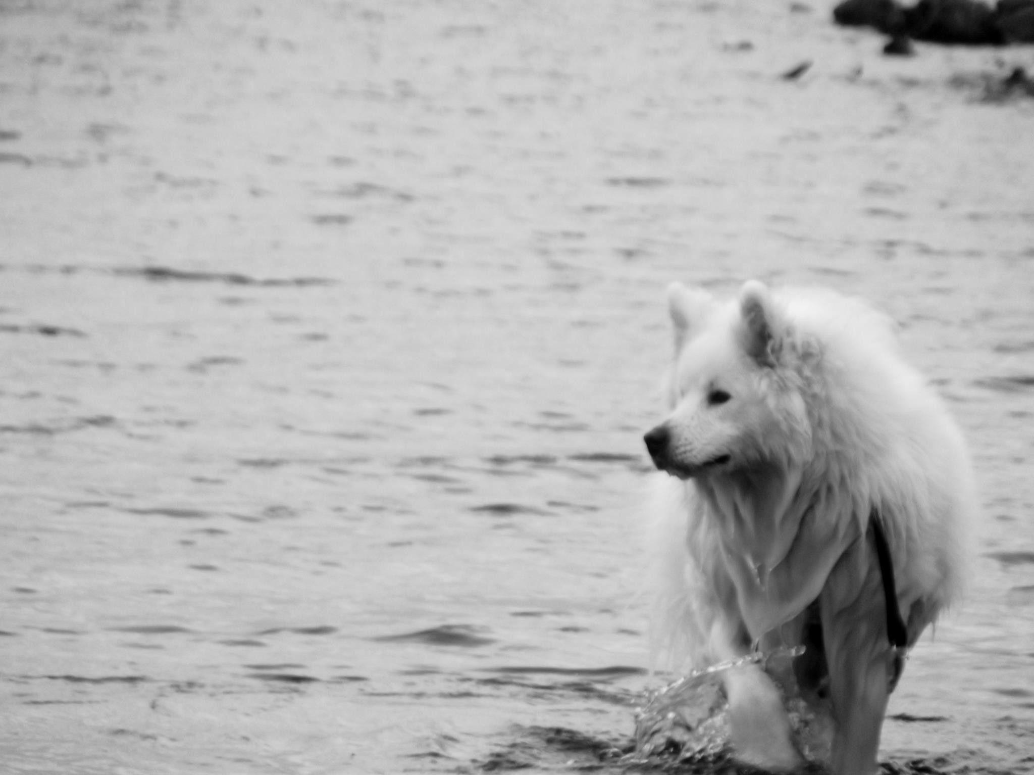 Samoyed Wallpapers - Top Free Samoyed Backgrounds - WallpaperAccess