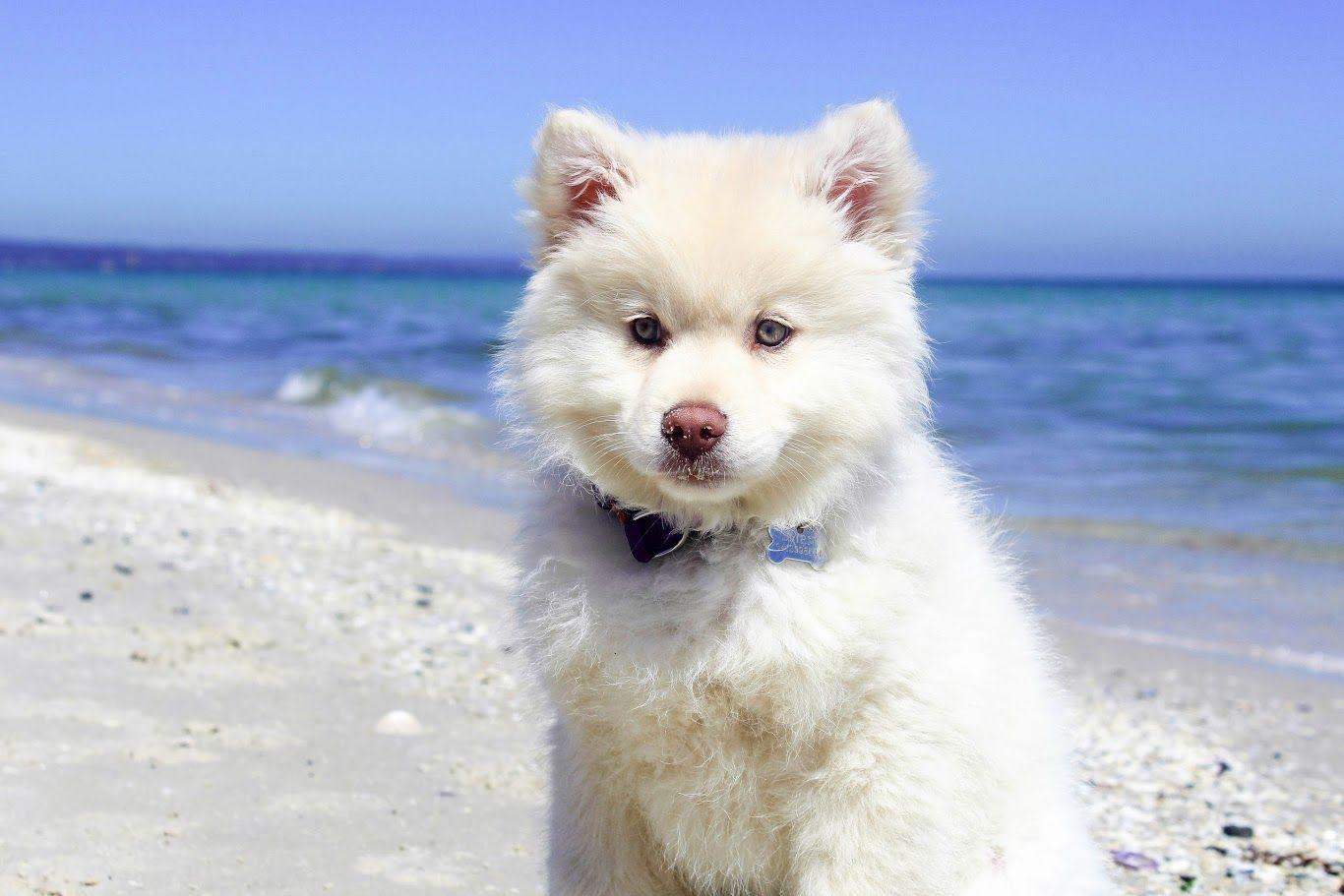 Samoyed Wallpapers - Top Free Samoyed Backgrounds - WallpaperAccess