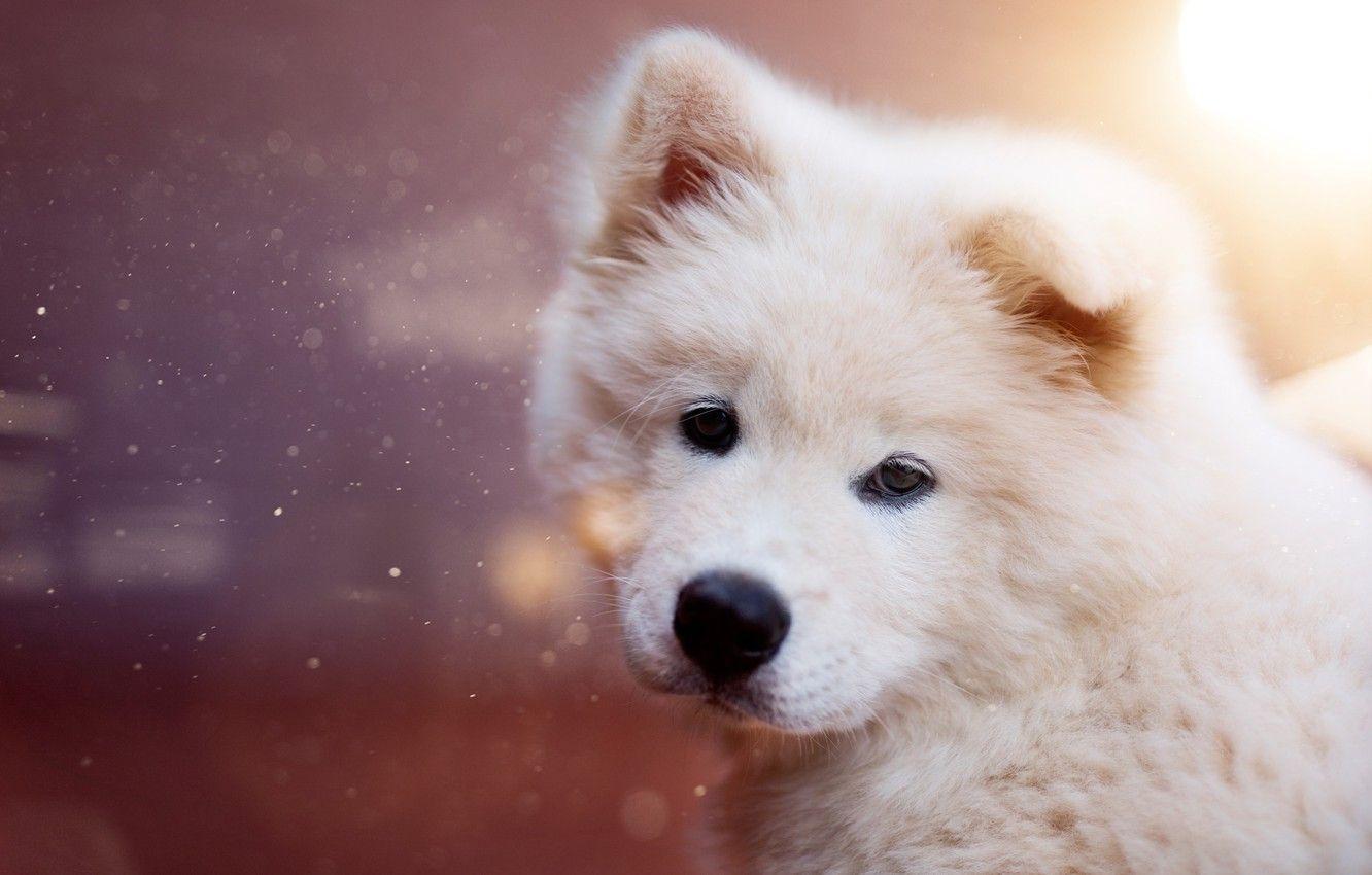 Samoyed Wallpapers - Top Free Samoyed Backgrounds - WallpaperAccess