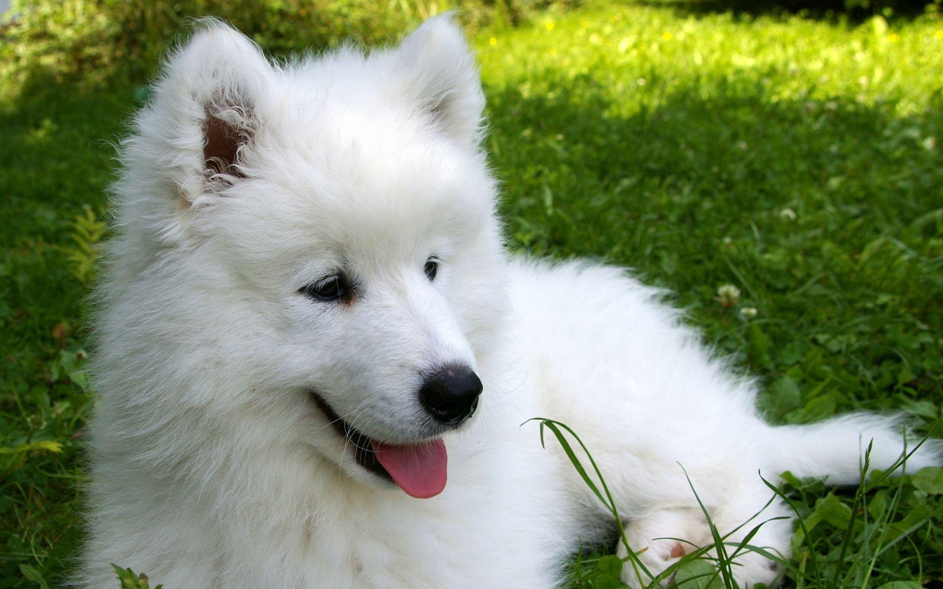 Samoyed Wallpapers - Top Free Samoyed Backgrounds - WallpaperAccess