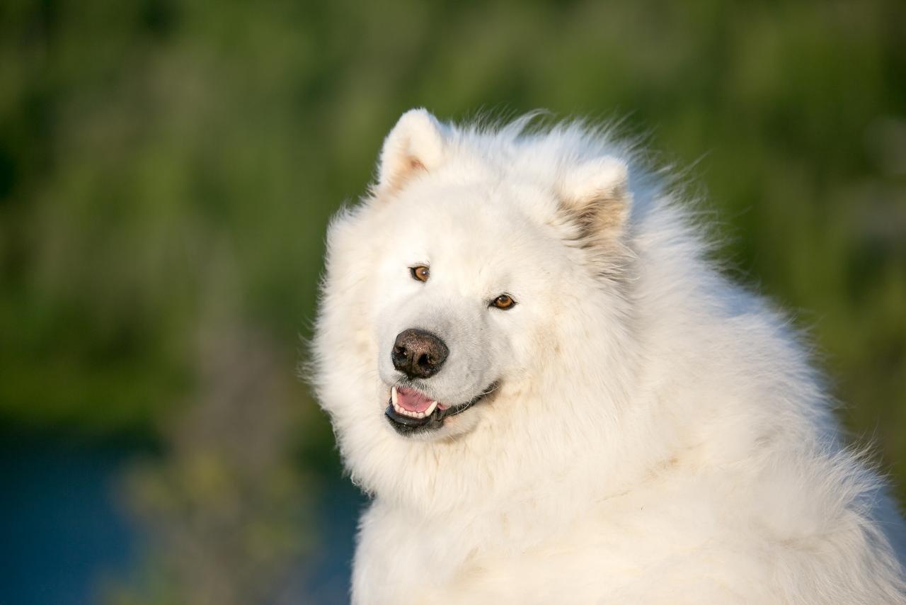 Samoyed Wallpapers - Top Free Samoyed Backgrounds - WallpaperAccess