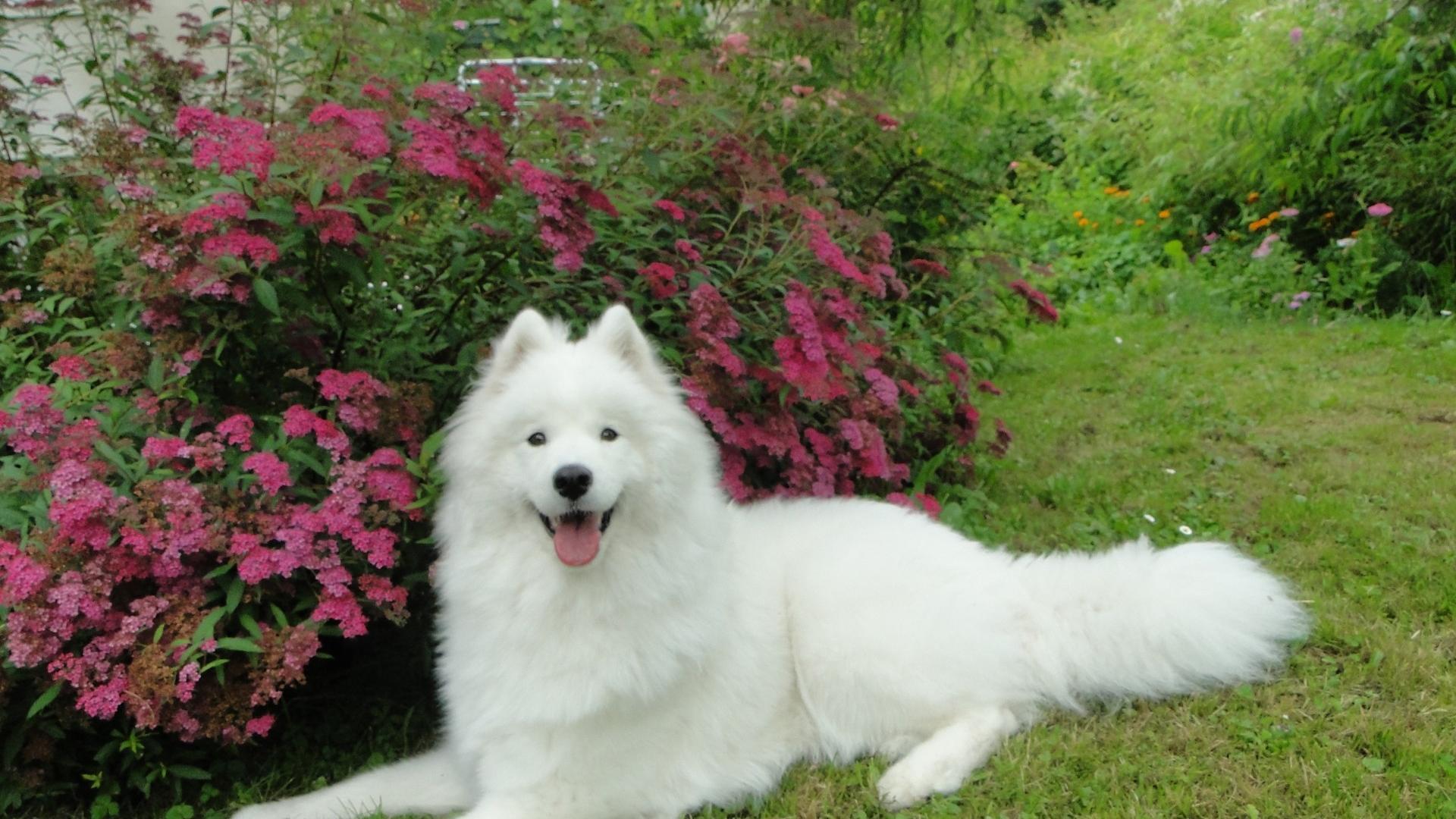 Samoyed Wallpapers - Top Free Samoyed Backgrounds - WallpaperAccess