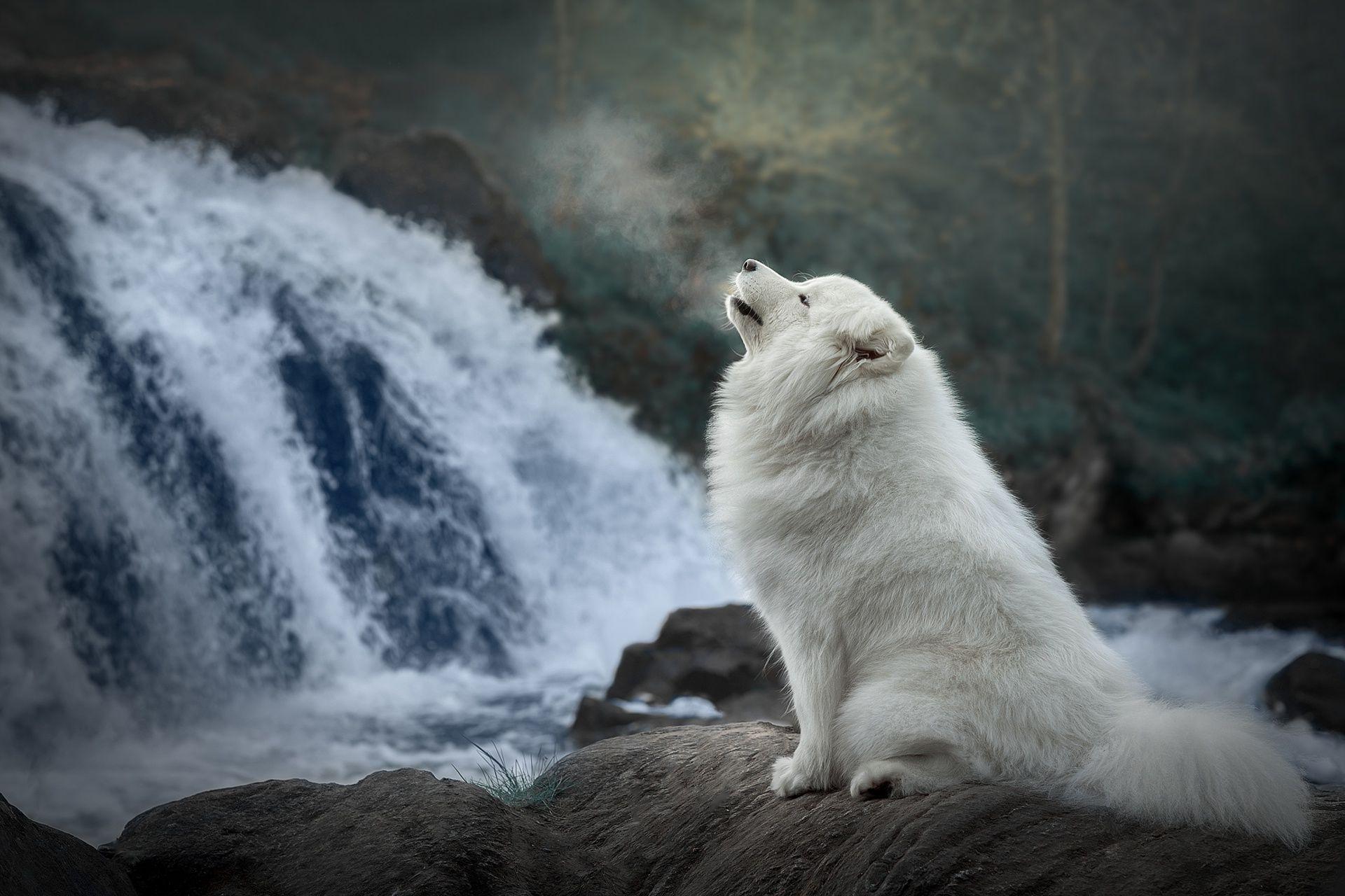 Samoyed Wallpapers - Top Free Samoyed Backgrounds - WallpaperAccess