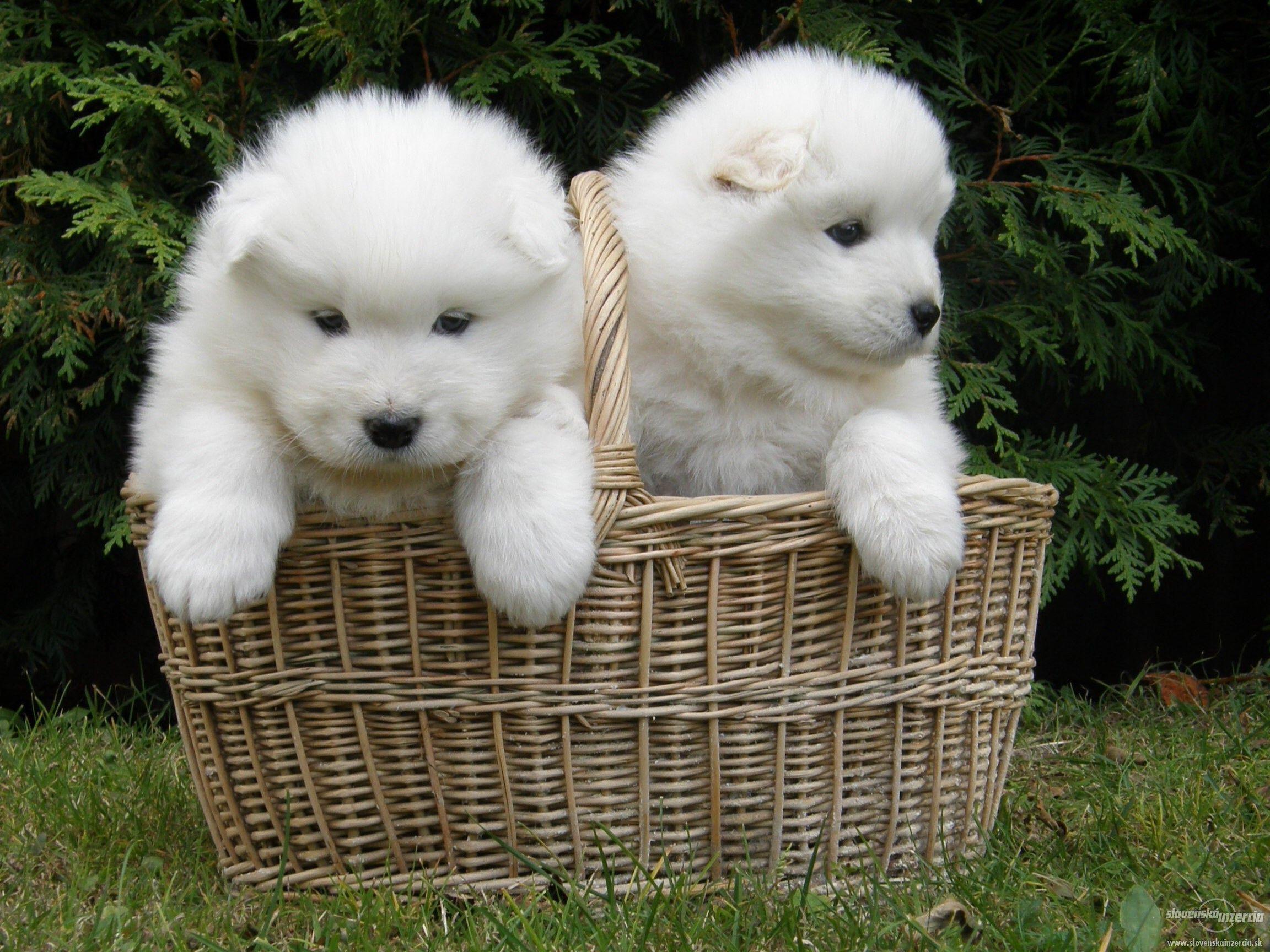 Samoyed Wallpapers - Top Free Samoyed Backgrounds - WallpaperAccess