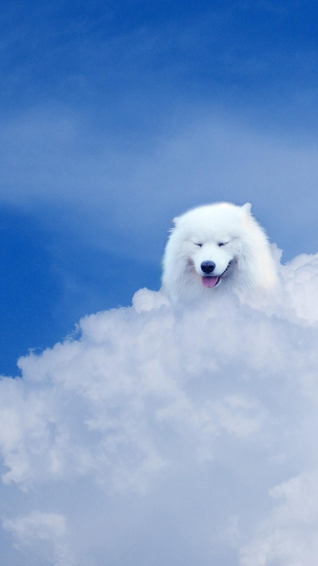 Samoyed Wallpapers - Top Free Samoyed Backgrounds - WallpaperAccess