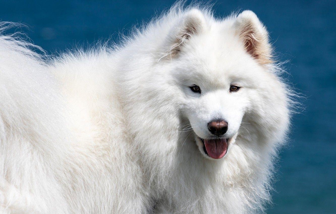 Samoyed Wallpapers - Top Free Samoyed Backgrounds - WallpaperAccess