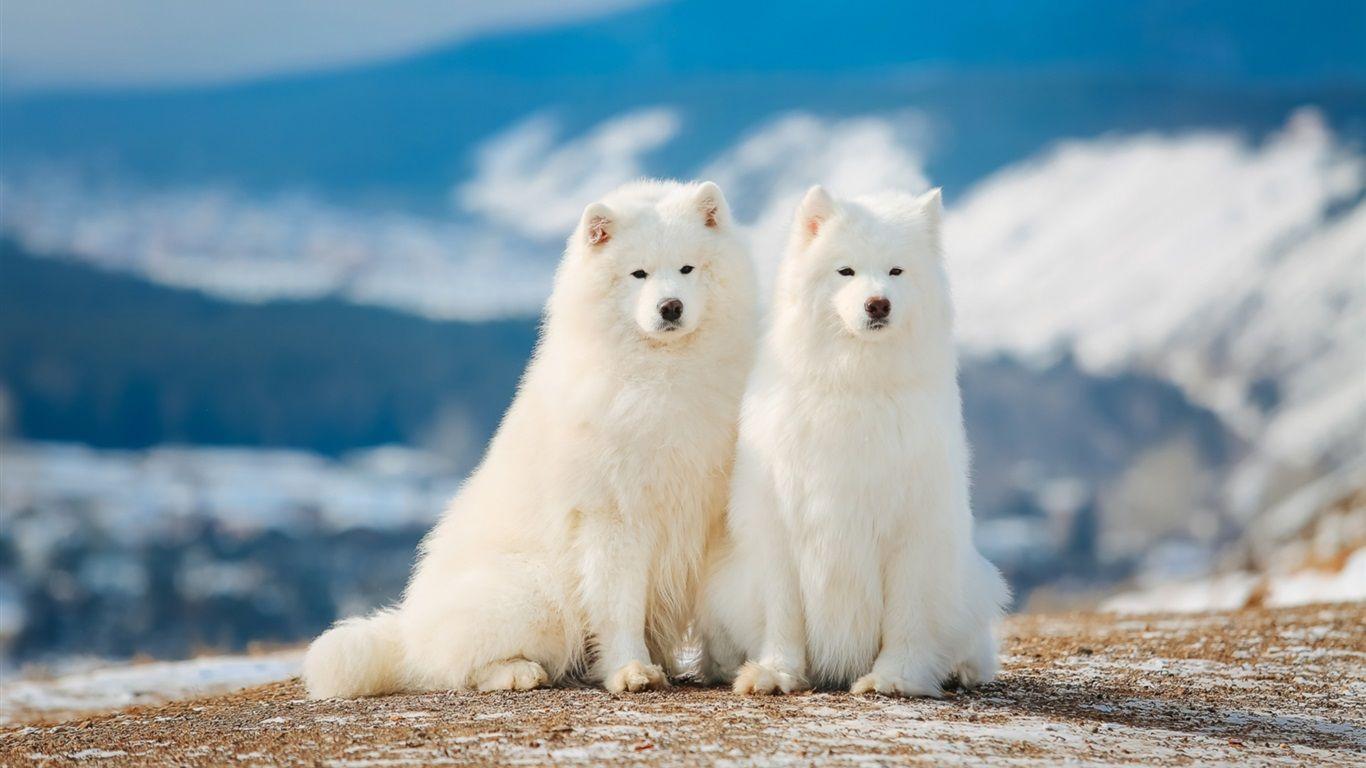 Samoyed Wallpapers - Top Free Samoyed Backgrounds - WallpaperAccess