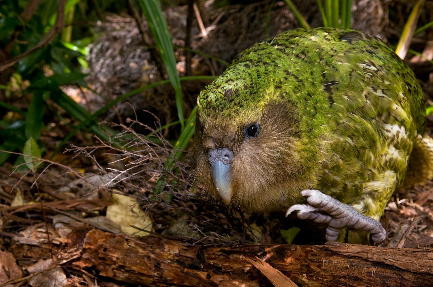 Kakapo Wallpapers - Top Free Kakapo Backgrounds - WallpaperAccess