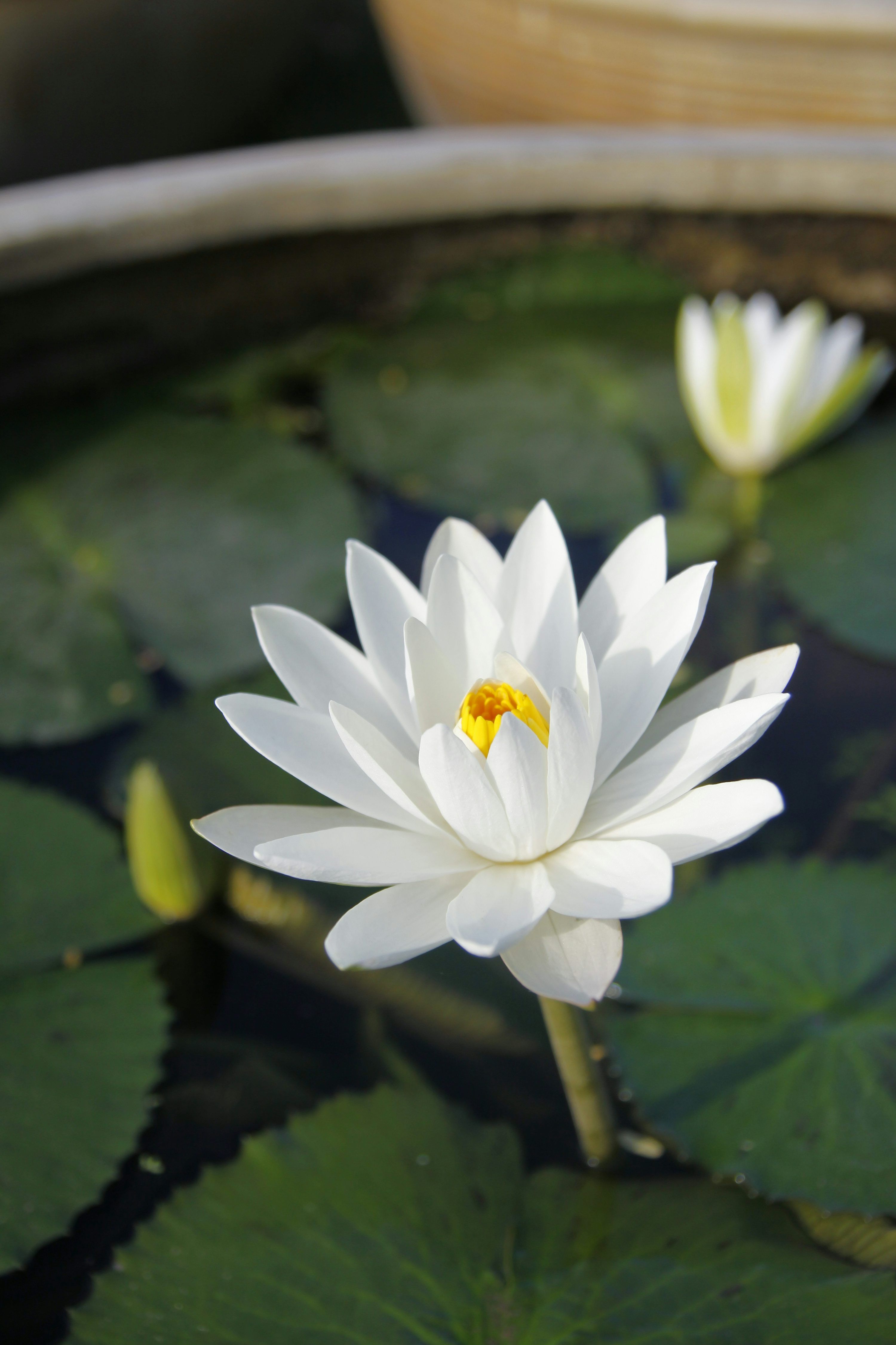 The White Lotus Wallpapers - Top Free The White Lotus Backgrounds ...