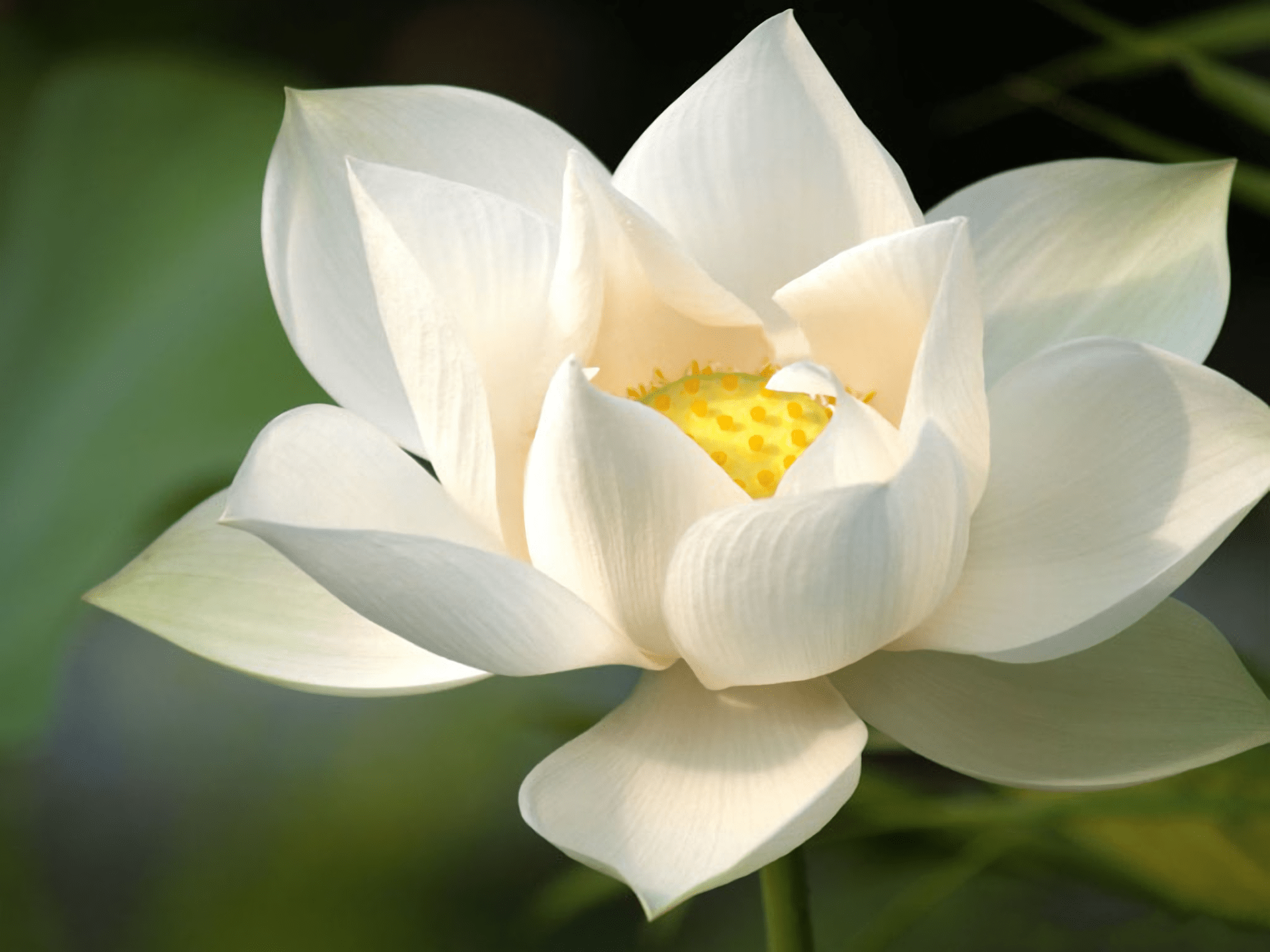 The White Lotus Wallpapers - Top Free The White Lotus Backgrounds ...