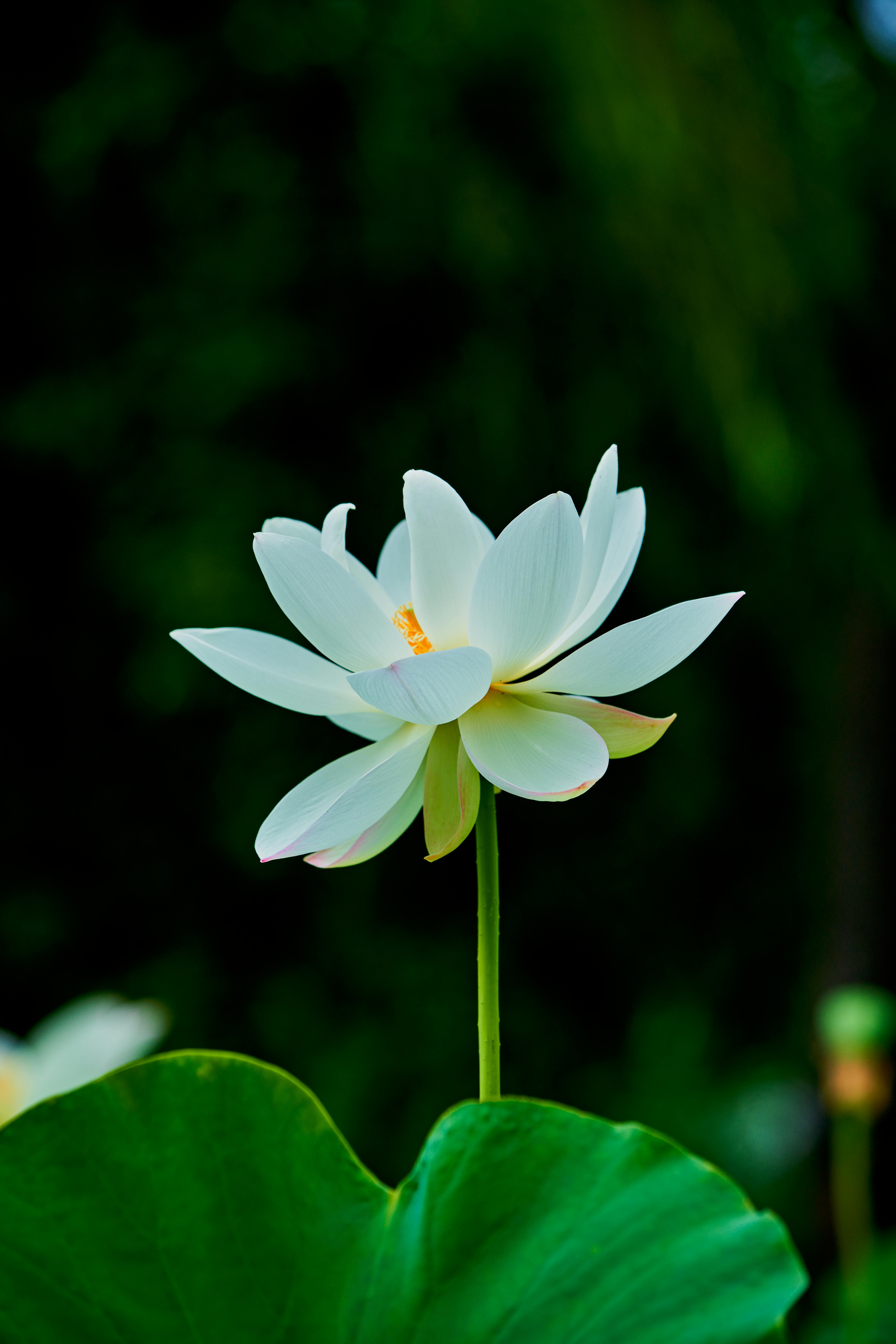 The White Lotus Wallpapers - Top Free The White Lotus Backgrounds ...
