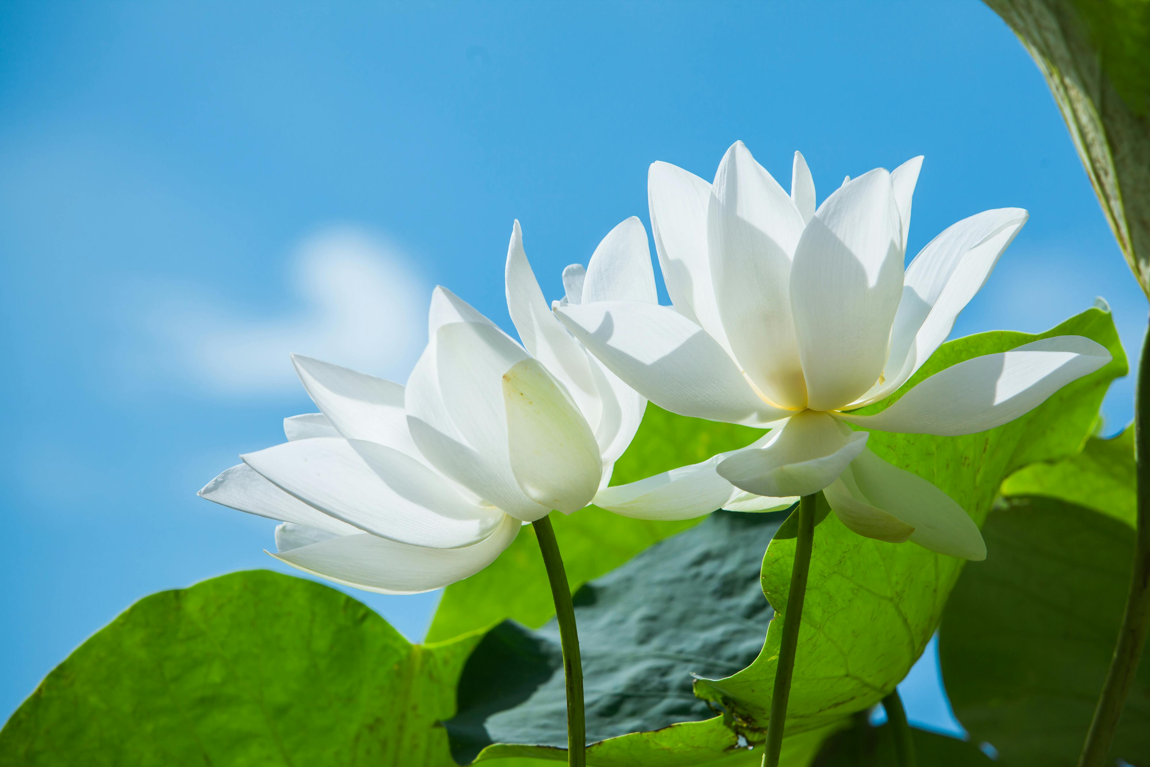 The White Lotus Wallpapers - Top Free The White Lotus Backgrounds ...