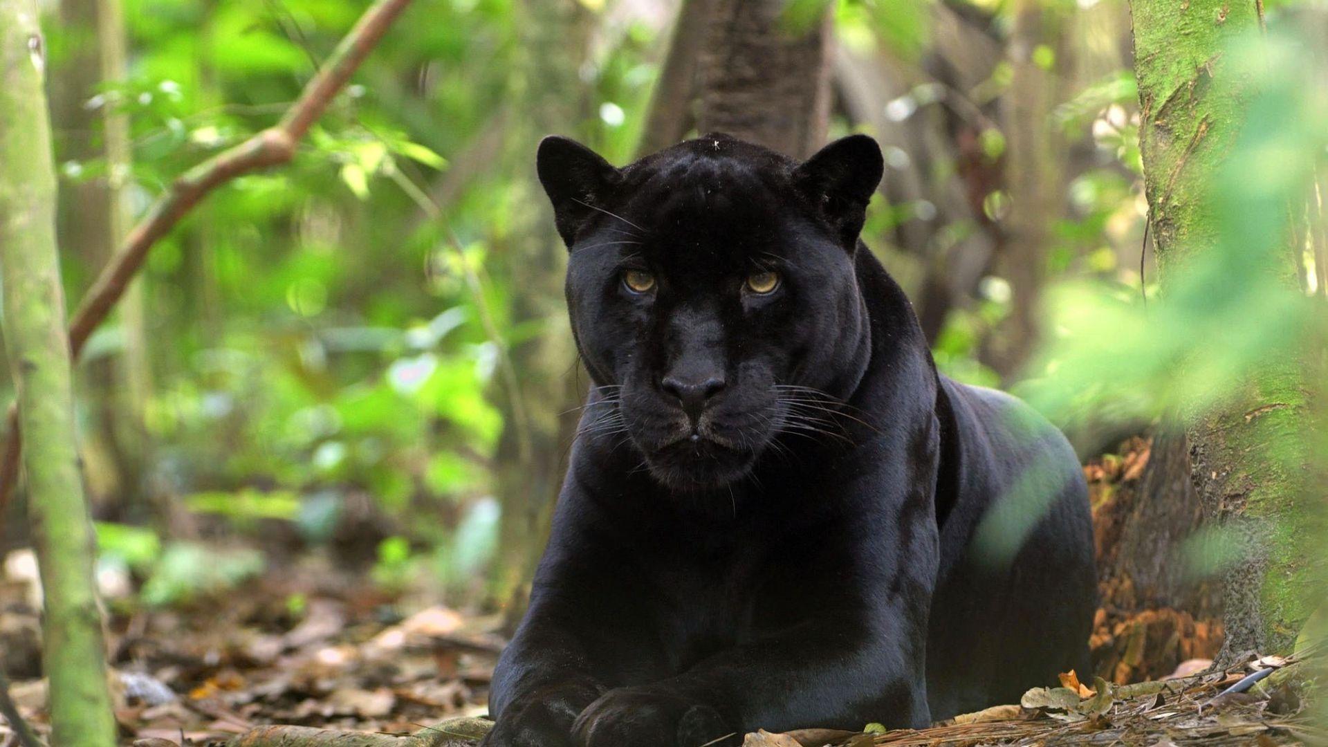 Animals 4k Wallpapers - Top Free Animals 4k Backgrounds - WallpaperAccess