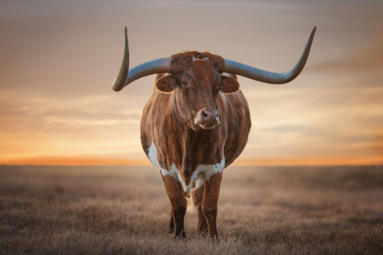 Stier Wallpapers - Top Free Stier Backgrounds - WallpaperAccess