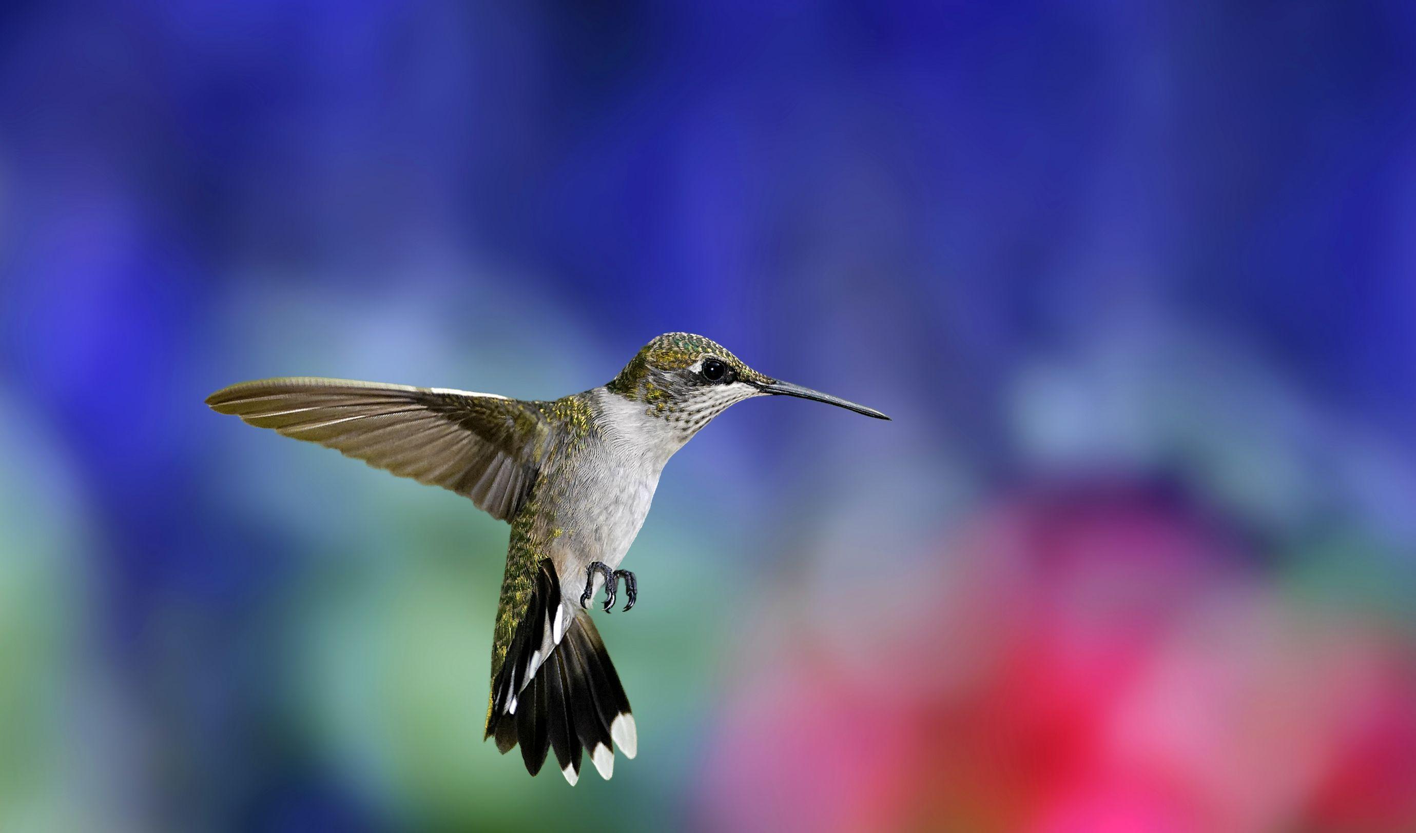 Trochilidae Wallpapers - Top Free Trochilidae Backgrounds - WallpaperAccess