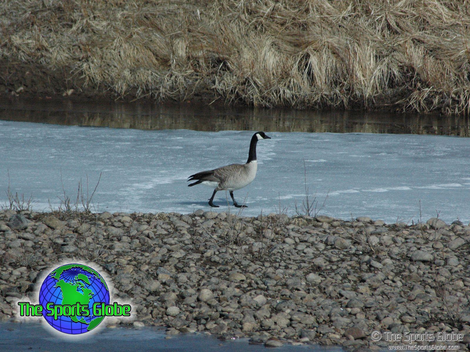 Waterfowl Computer Wallpapers - Top Free Waterfowl Computer Backgrounds ...