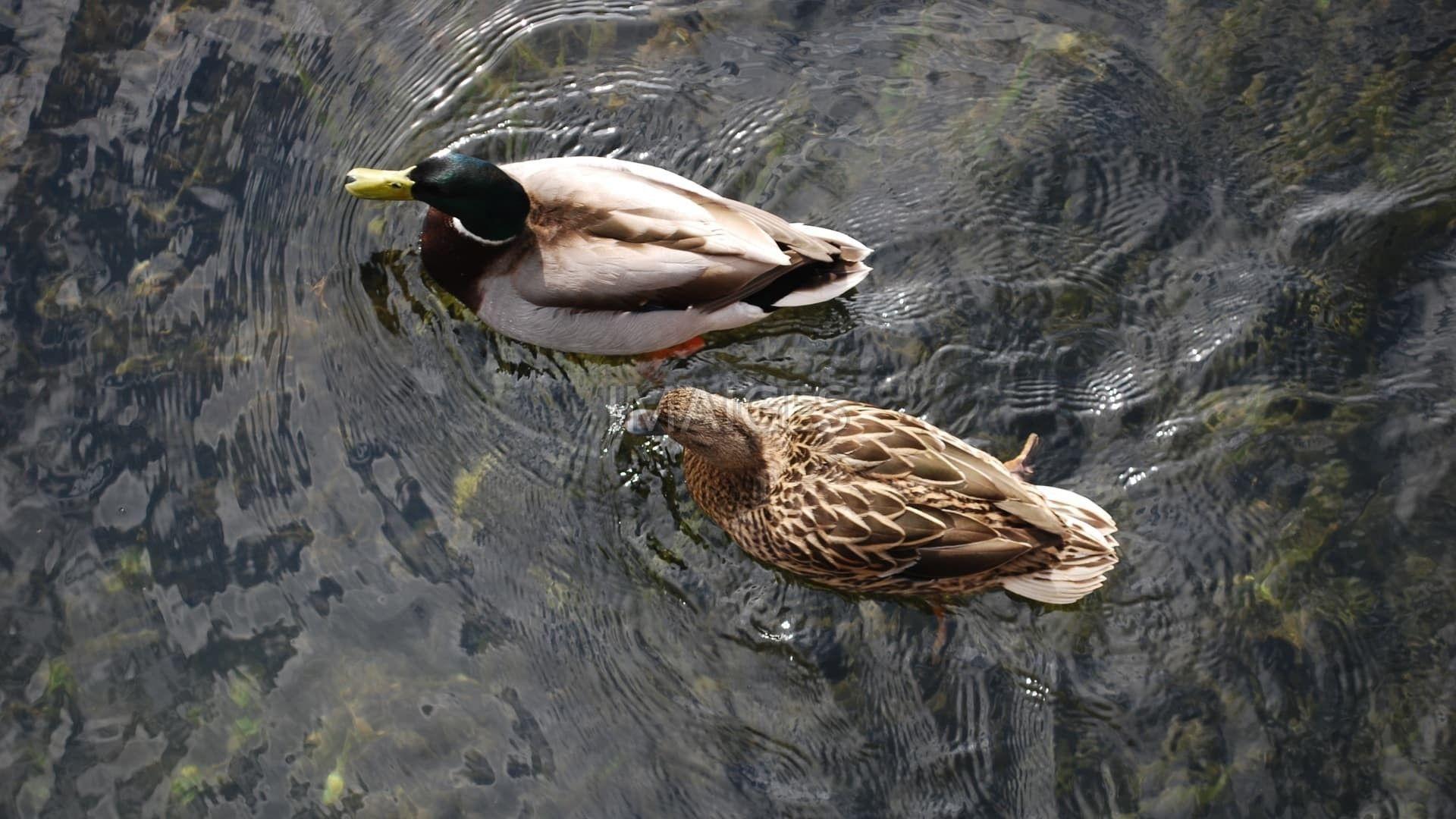 Drake Waterfowl Desktop Wallpapers - Top Free Drake Waterfowl Desktop ...