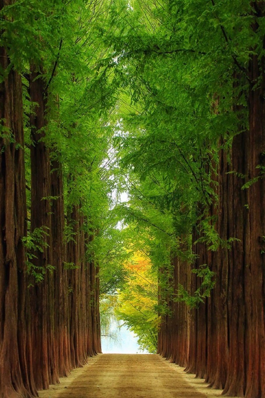 Nami Island Wallpapers - Top Free Nami Island Backgrounds - WallpaperAccess