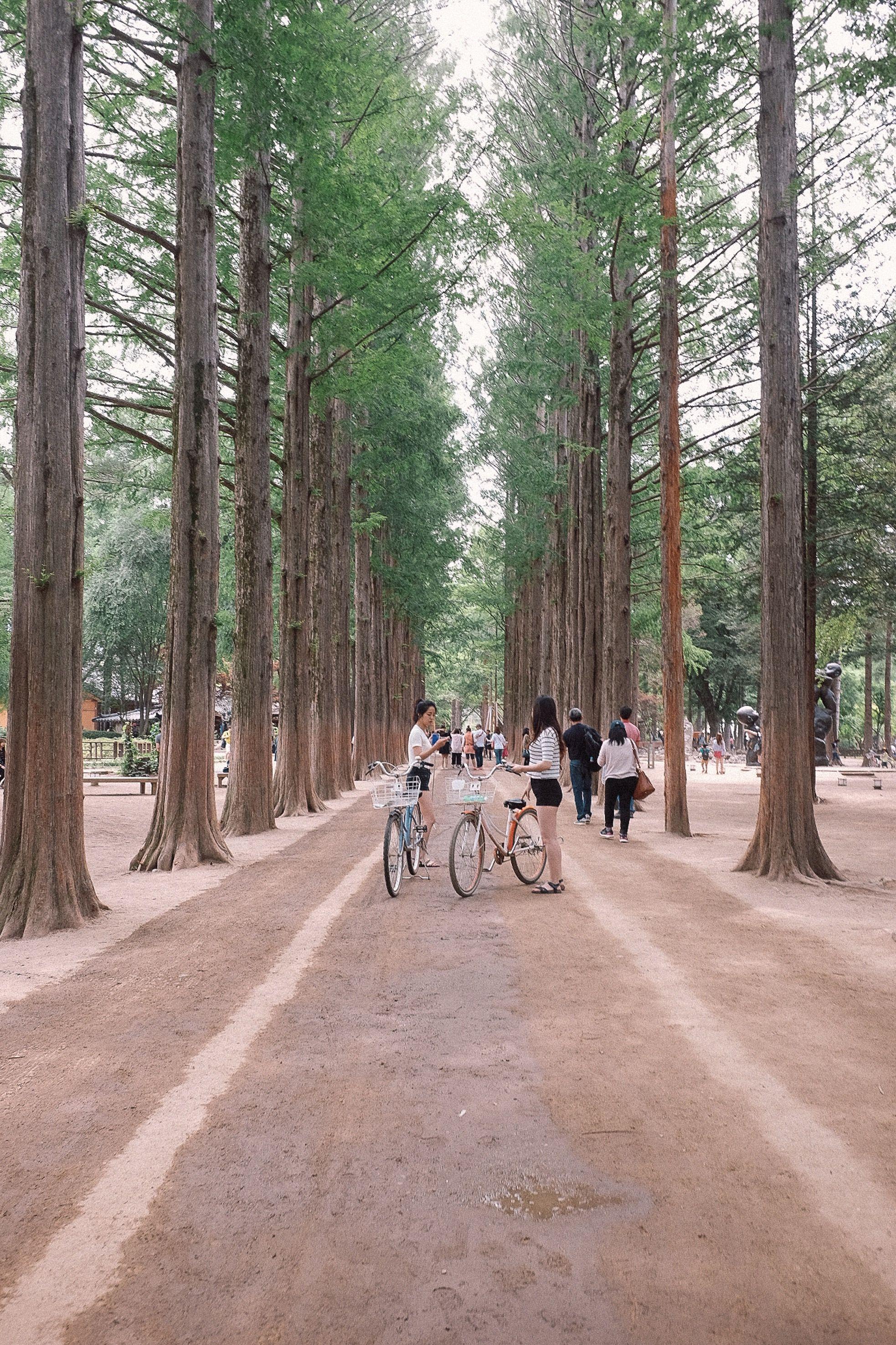 Nami Island Wallpapers - Top Free Nami Island Backgrounds - WallpaperAccess