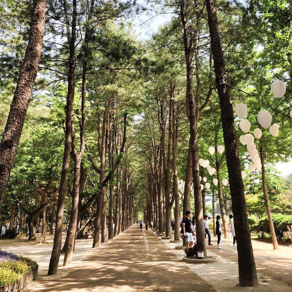 Nami Island Wallpapers - Top Free Nami Island Backgrounds - WallpaperAccess