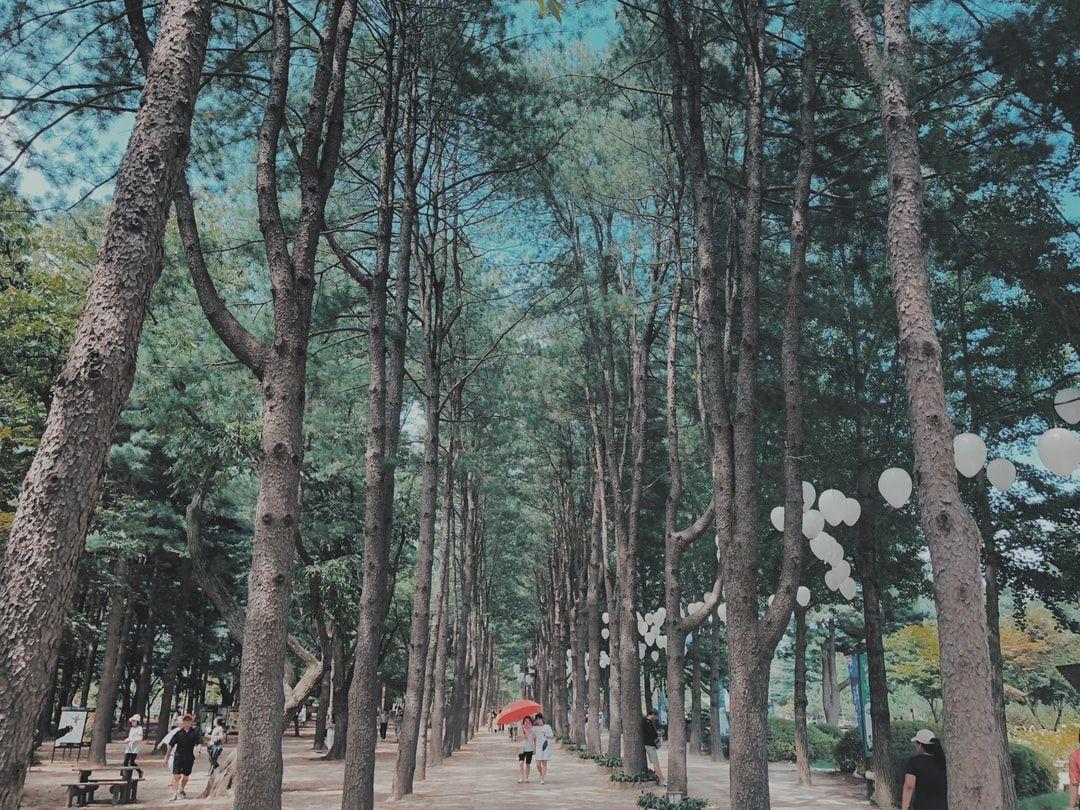 Nami Island Wallpapers - Top Free Nami Island Backgrounds - WallpaperAccess