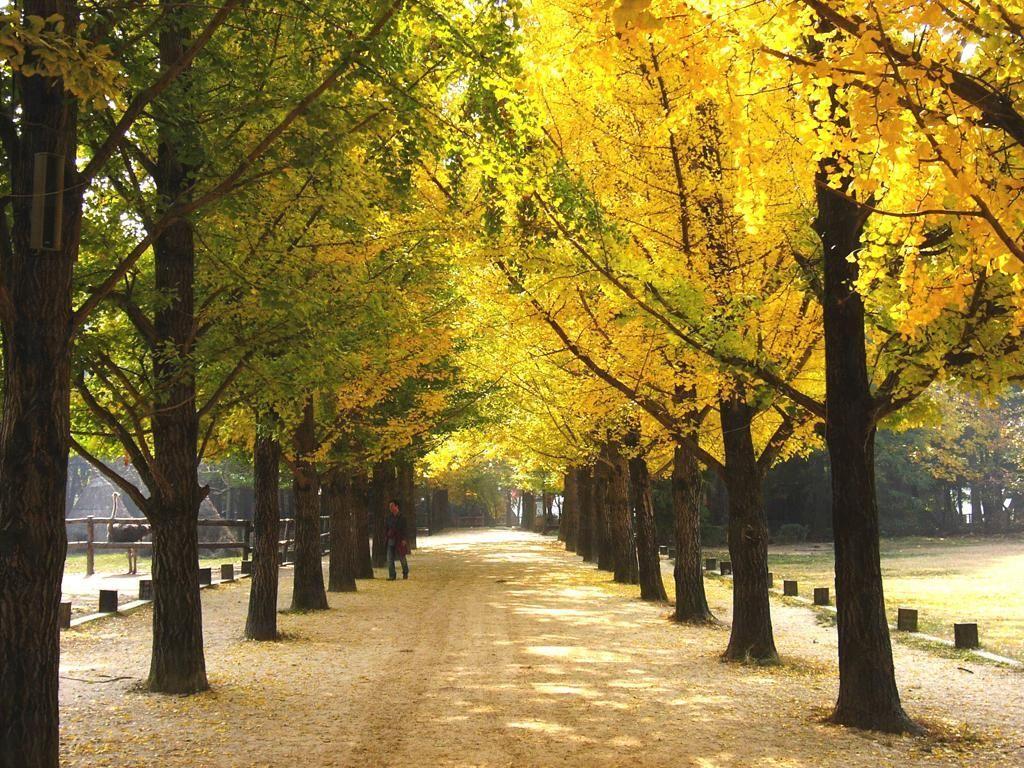 Nami Island Wallpapers - Top Free Nami Island Backgrounds - WallpaperAccess