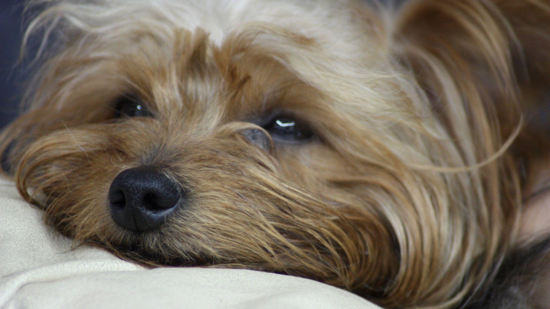 Yorkie Wallpapers - Top Free Yorkie Backgrounds - WallpaperAccess