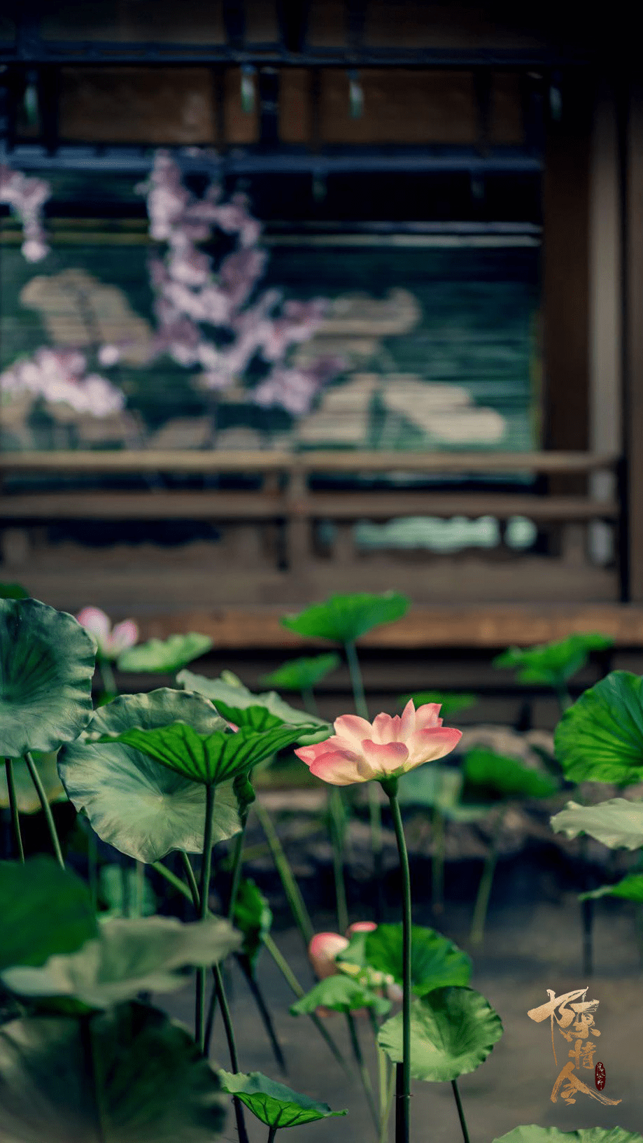 The Untamed Wallpapers - Top Free The Untamed Backgrounds - WallpaperAccess