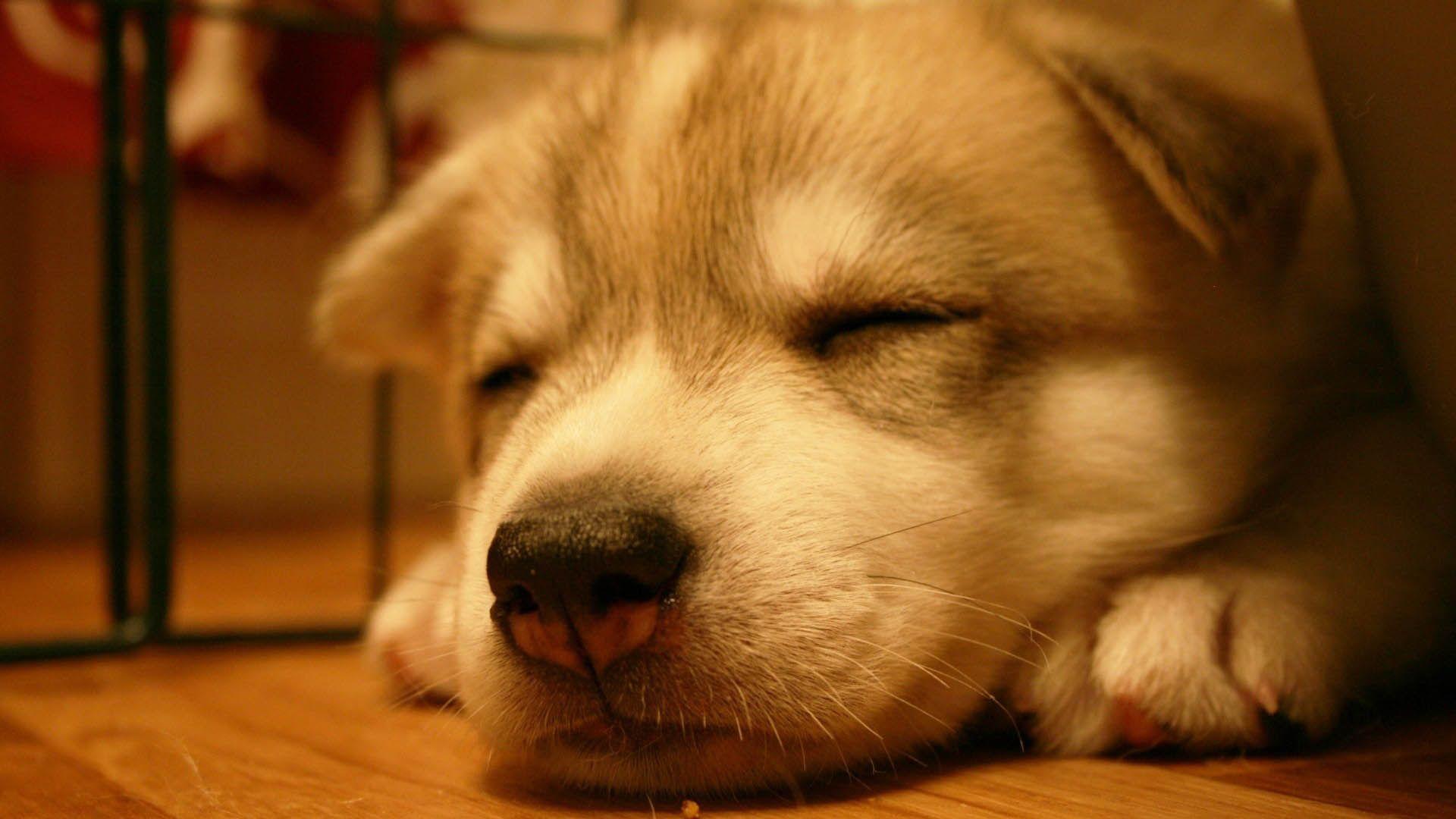 1920X1080 HD Dog Wallpapers - Top Free 1920X1080 HD Dog Backgrounds ...