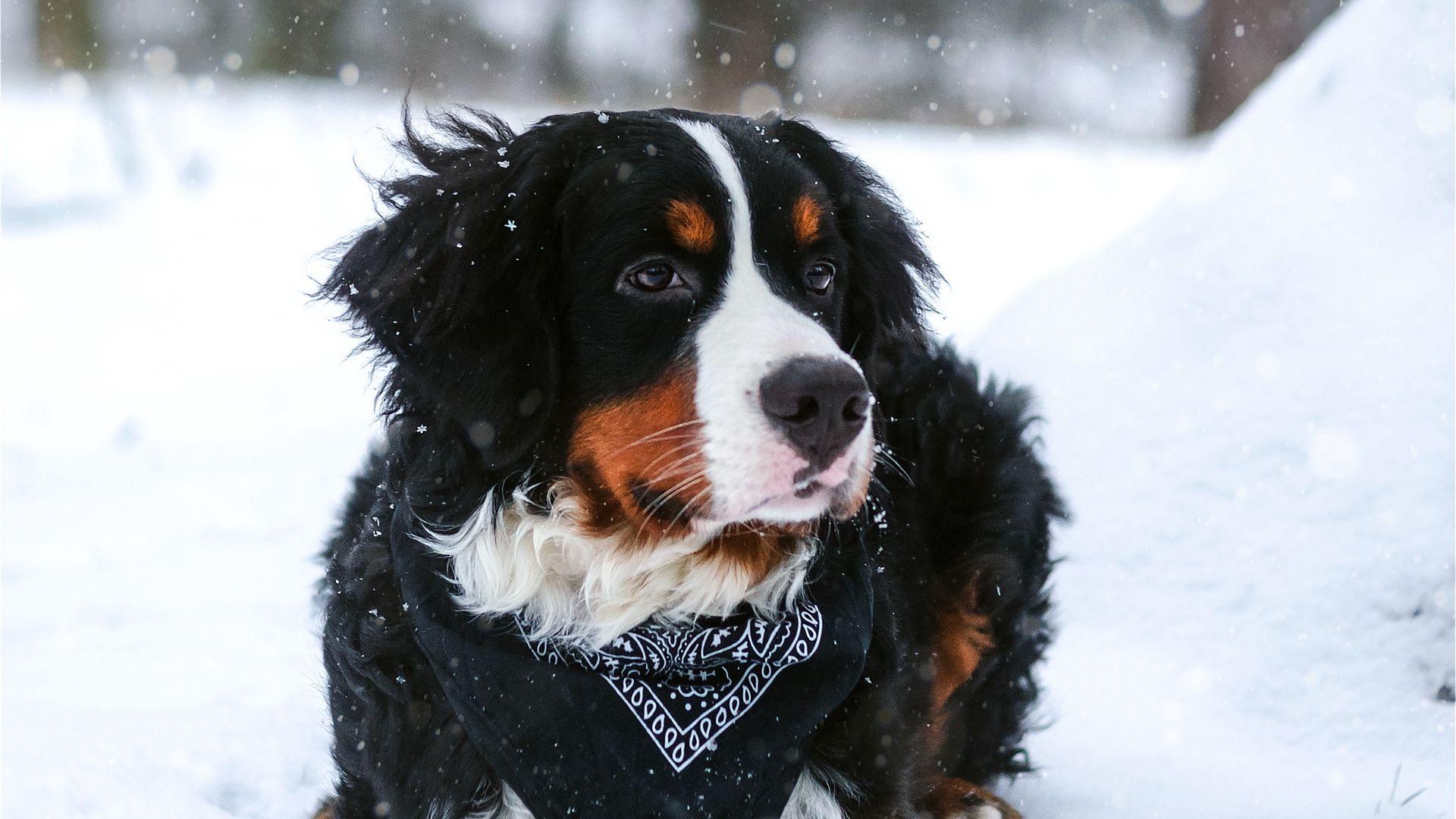 1920X1080 HD Dog Wallpapers - Top Free 1920X1080 HD Dog Backgrounds ...