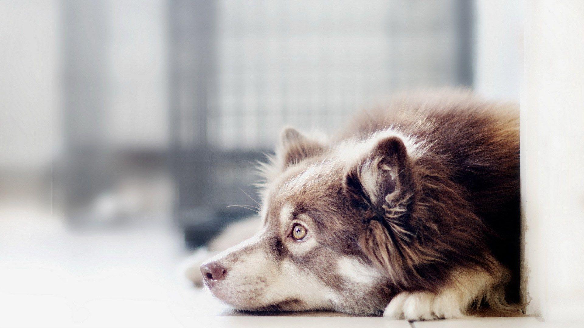 1920X1080 HD Dog Wallpapers - Top Free 1920X1080 HD Dog Backgrounds ...