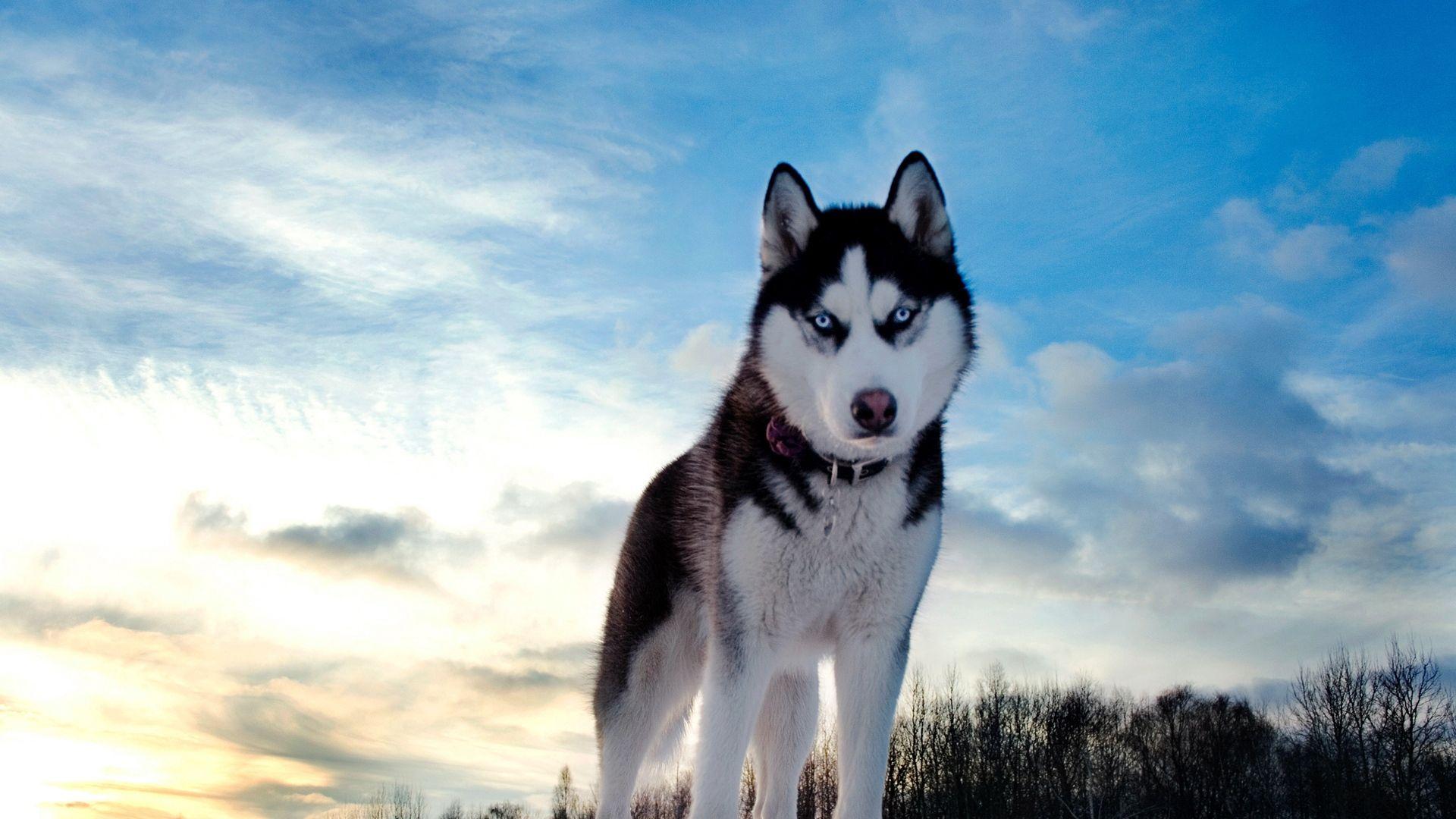 1920X1080 HD Dog Wallpapers - Top Free 1920X1080 HD Dog Backgrounds ...