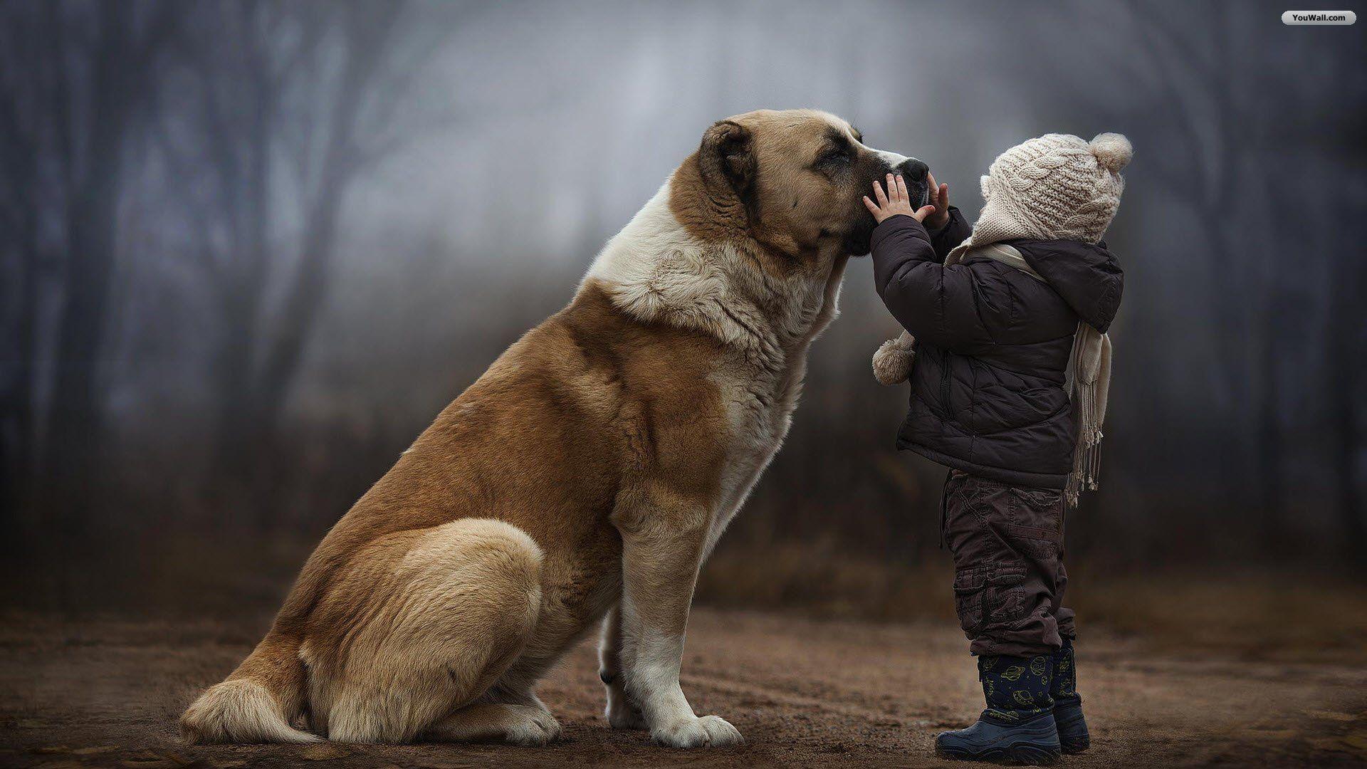 1920X1080 HD Dog Wallpapers - Top Free 1920X1080 HD Dog Backgrounds ...
