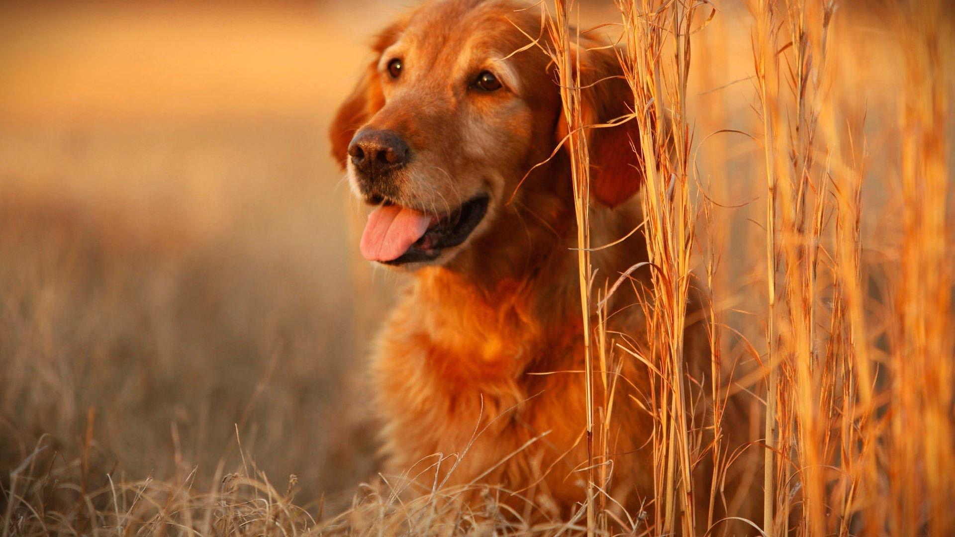 1920X1080 HD Dog Wallpapers - Top Free 1920X1080 HD Dog Backgrounds ...