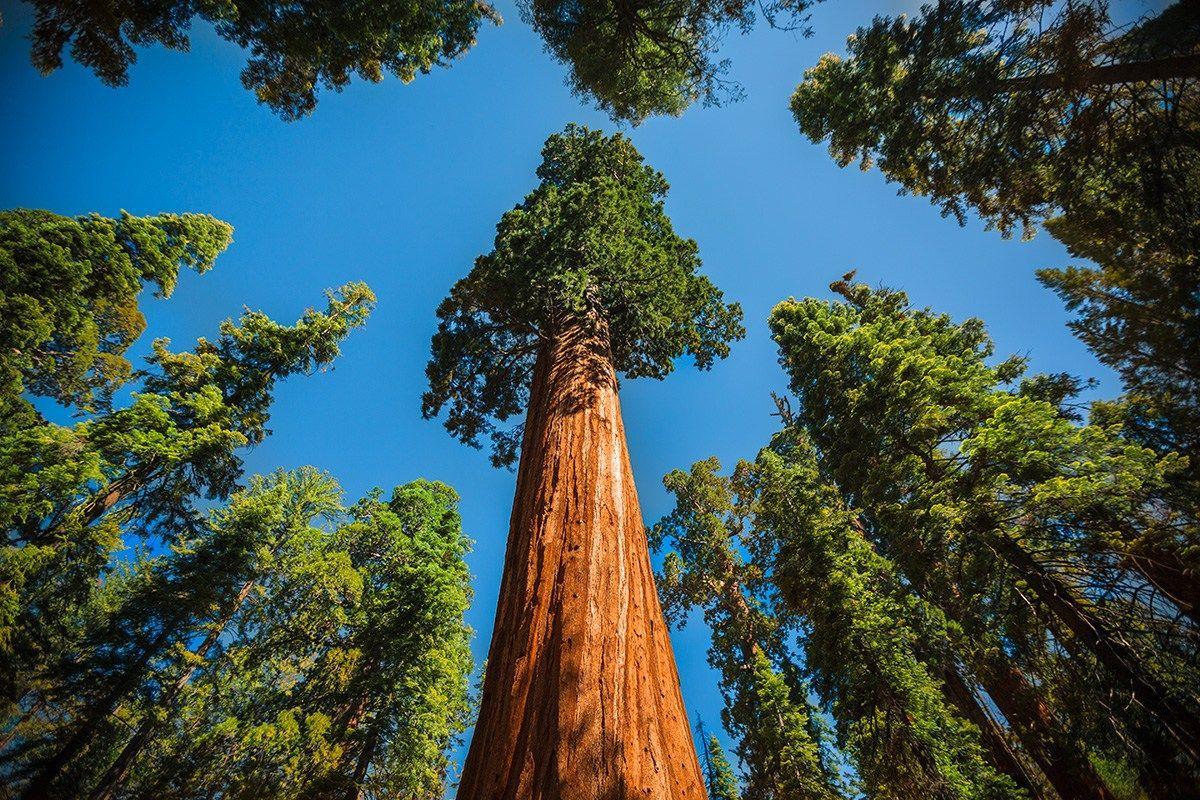 Giant Sequoia Wallpapers - Top Free Giant Sequoia Backgrounds ...