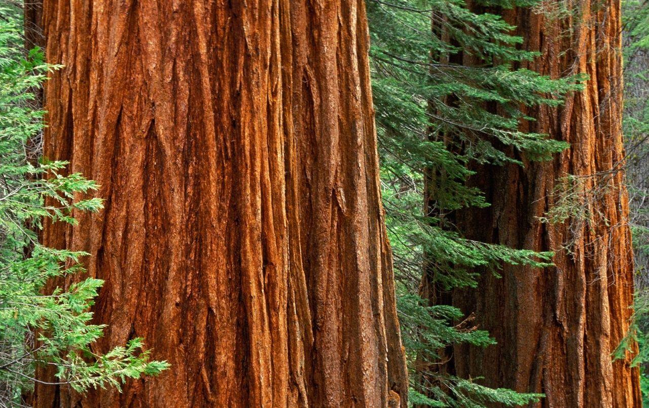 Sequoia Wallpapers - Top Free Sequoia Backgrounds - WallpaperAccess
