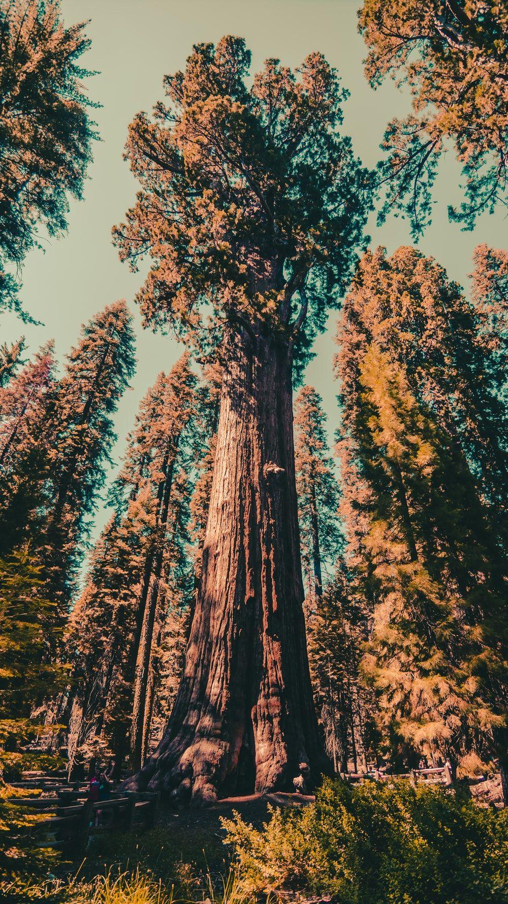 Sequoia Wallpapers - Top Free Sequoia Backgrounds - WallpaperAccess